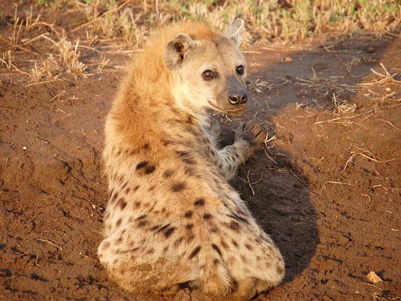 Angry Hyena Looking Back Wallpaper - Hyena Looking At Me - 800x600 ...