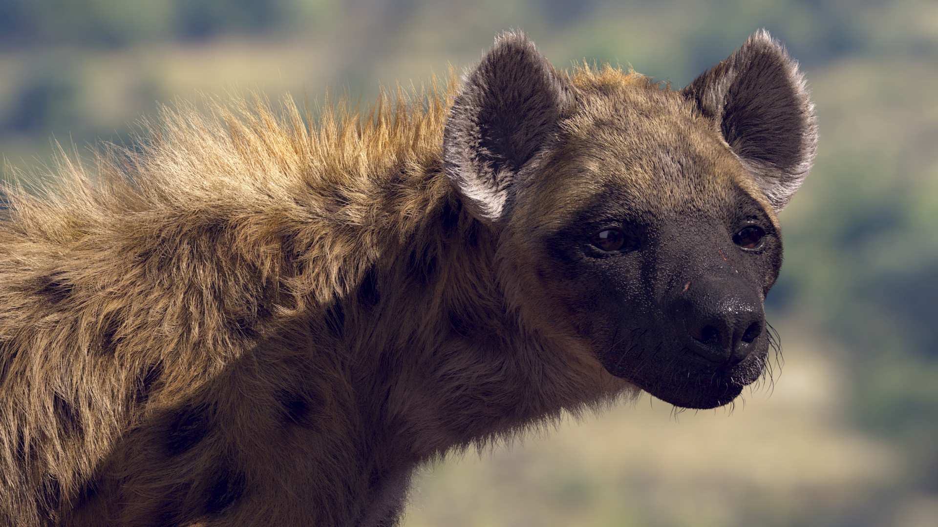 Spotted Hyena - 1920x1080 Wallpaper - teahub.io