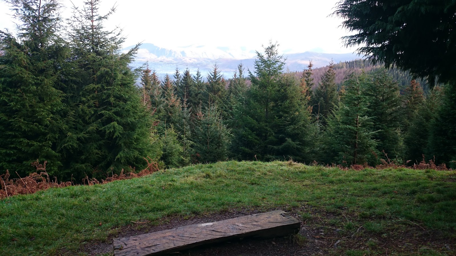 Canadian Fir - 1600x900 Wallpaper - teahub.io