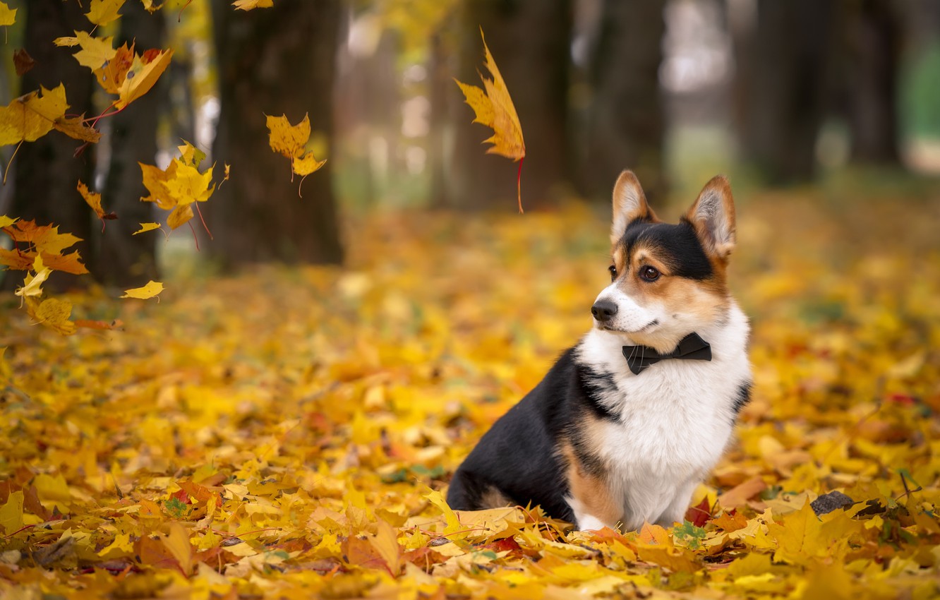 Photo Wallpaper Autumn, Leaves, Tie, Corgi - Maybe He's Born With It ...