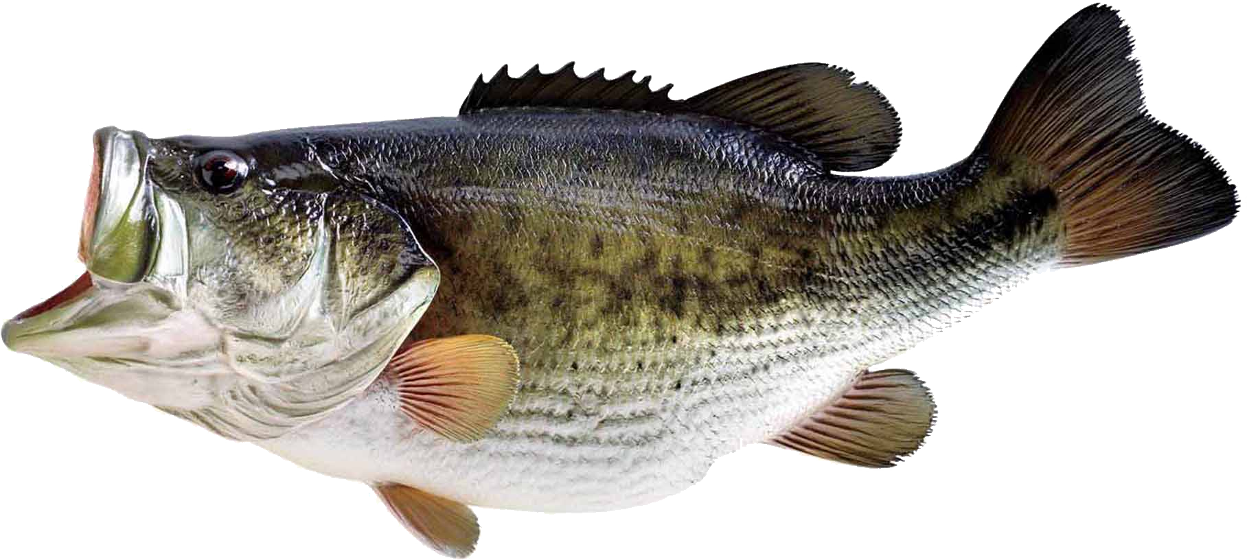 High Resolution Wallpaper - Transparent Background Largemouth Bass Png ...
