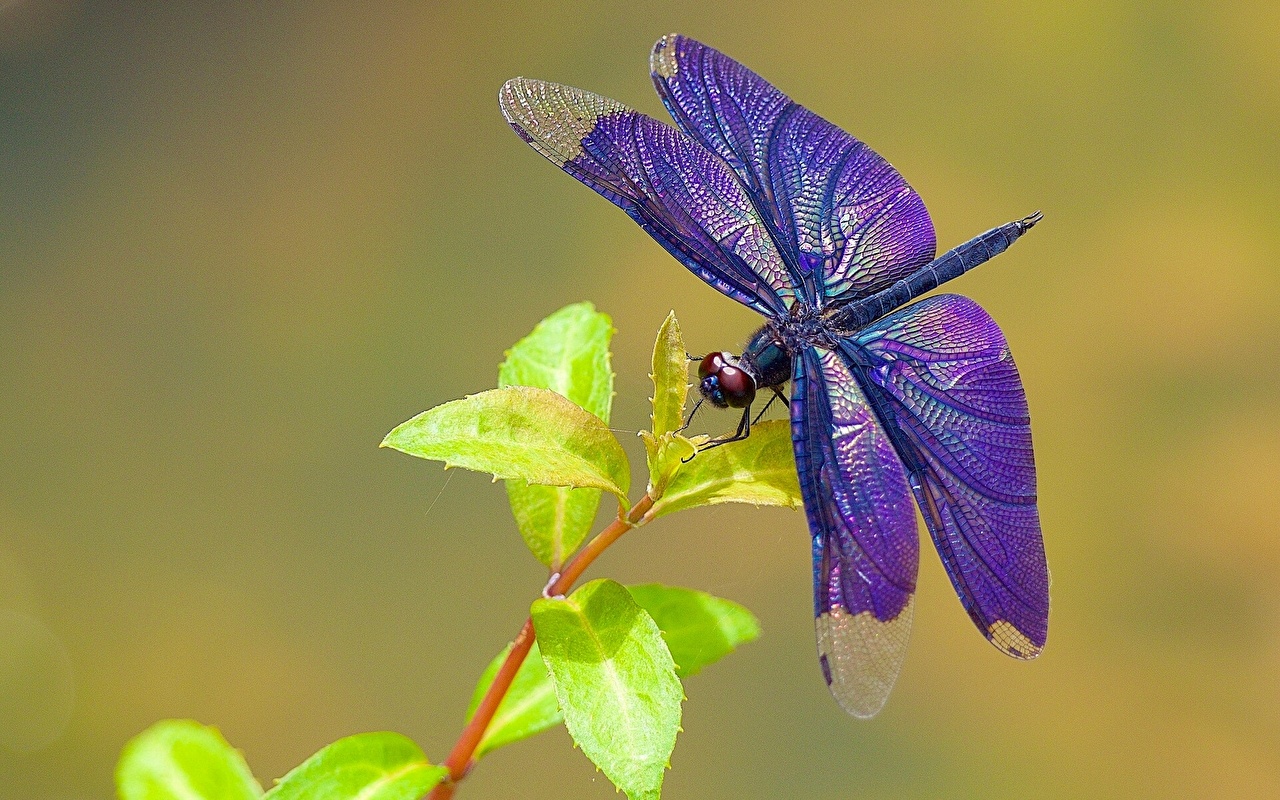 Blue And Purple Insect - 1280x800 Wallpaper - teahub.io