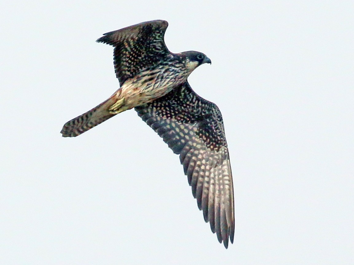 Eleonora S Falcon - Eleonora Falcon - 1152x864 Wallpaper - teahub.io