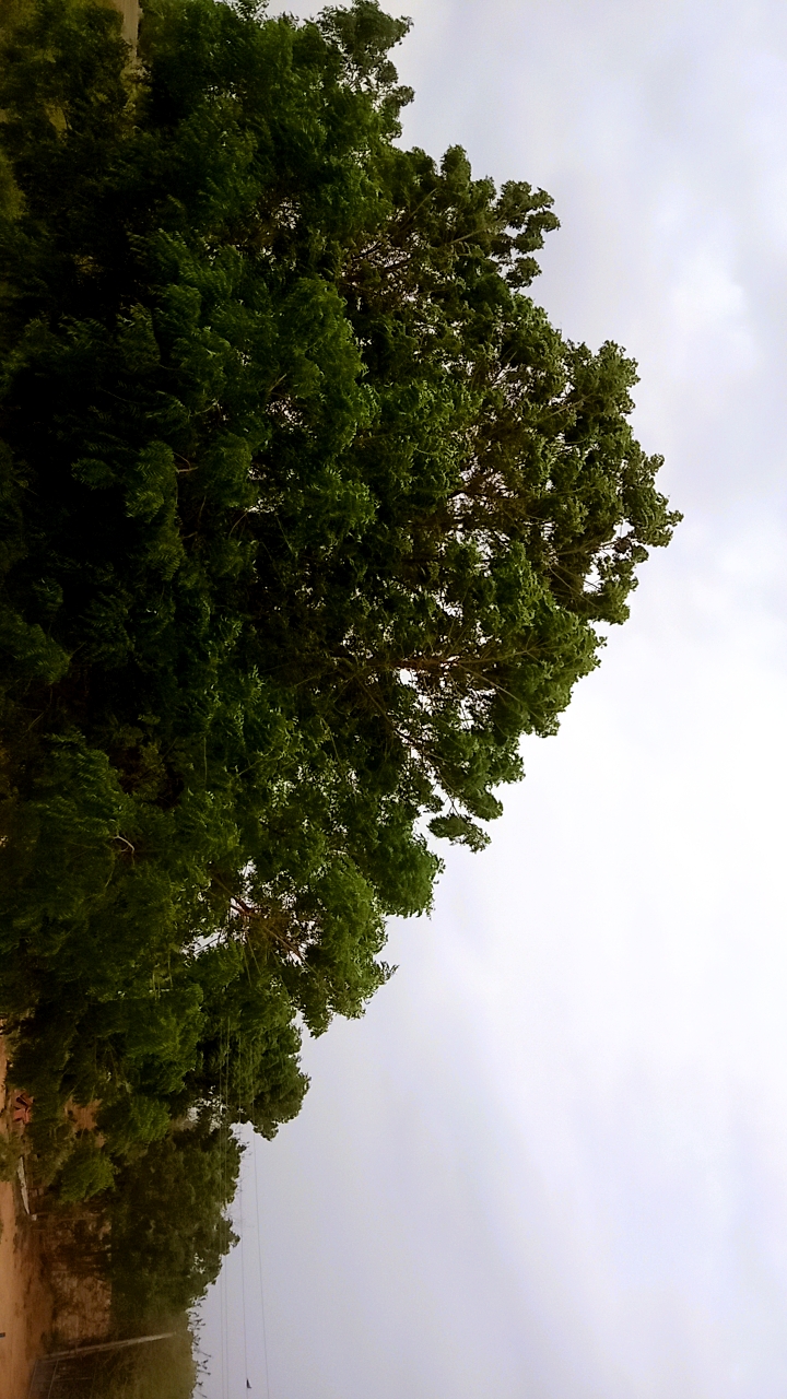 Shortleaf Black Spruce - 720x1280 Wallpaper - teahub.io