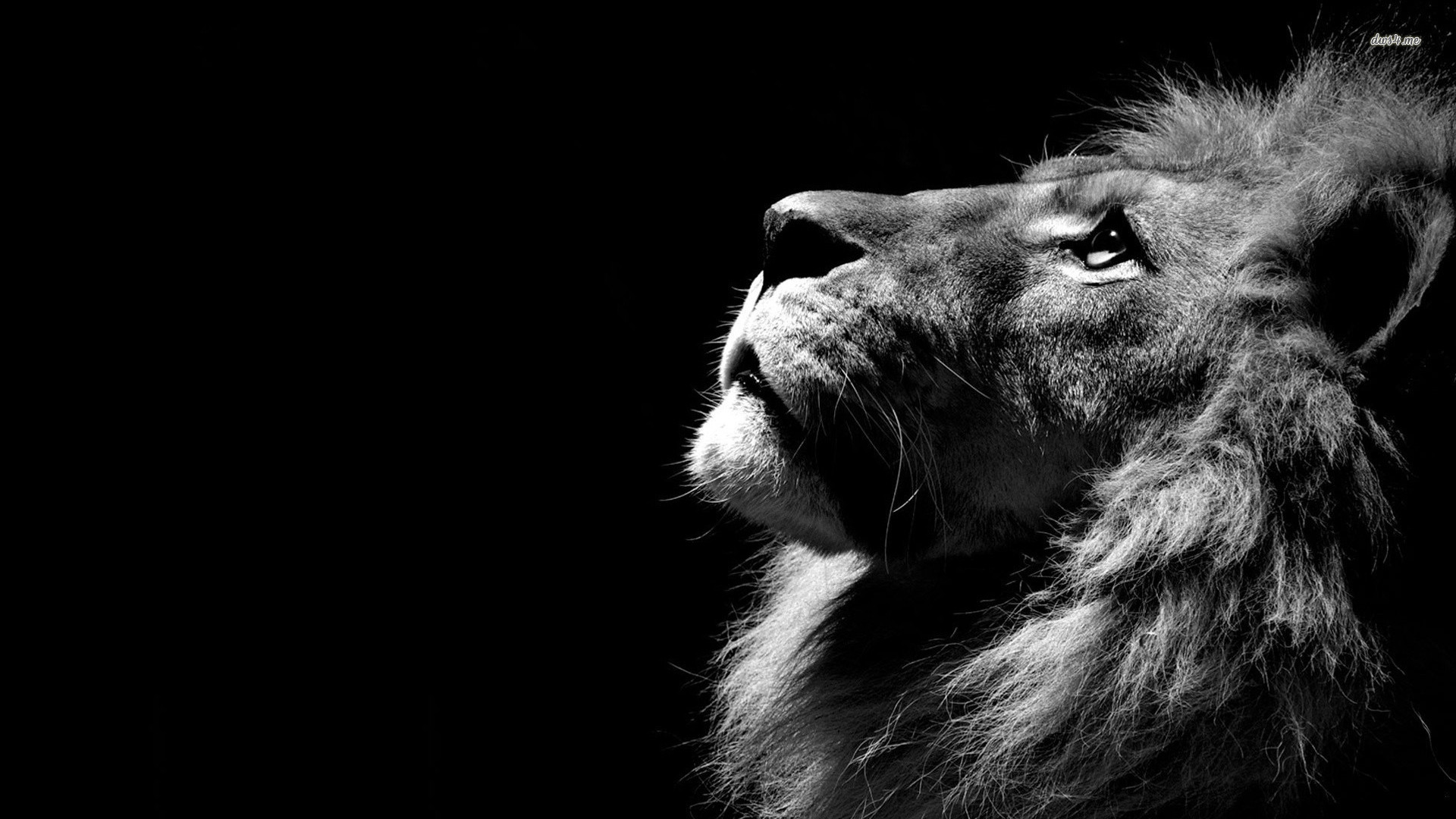 Abstract Lion Wallpaper - Lion Wallpaper 1920x 1080 - 1920x1080 ...