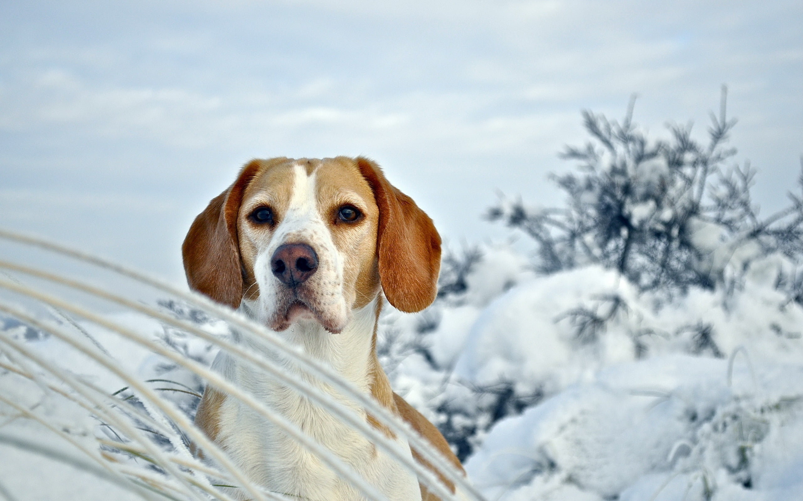 Beagle Winter - 2560x1600 Wallpaper - teahub.io