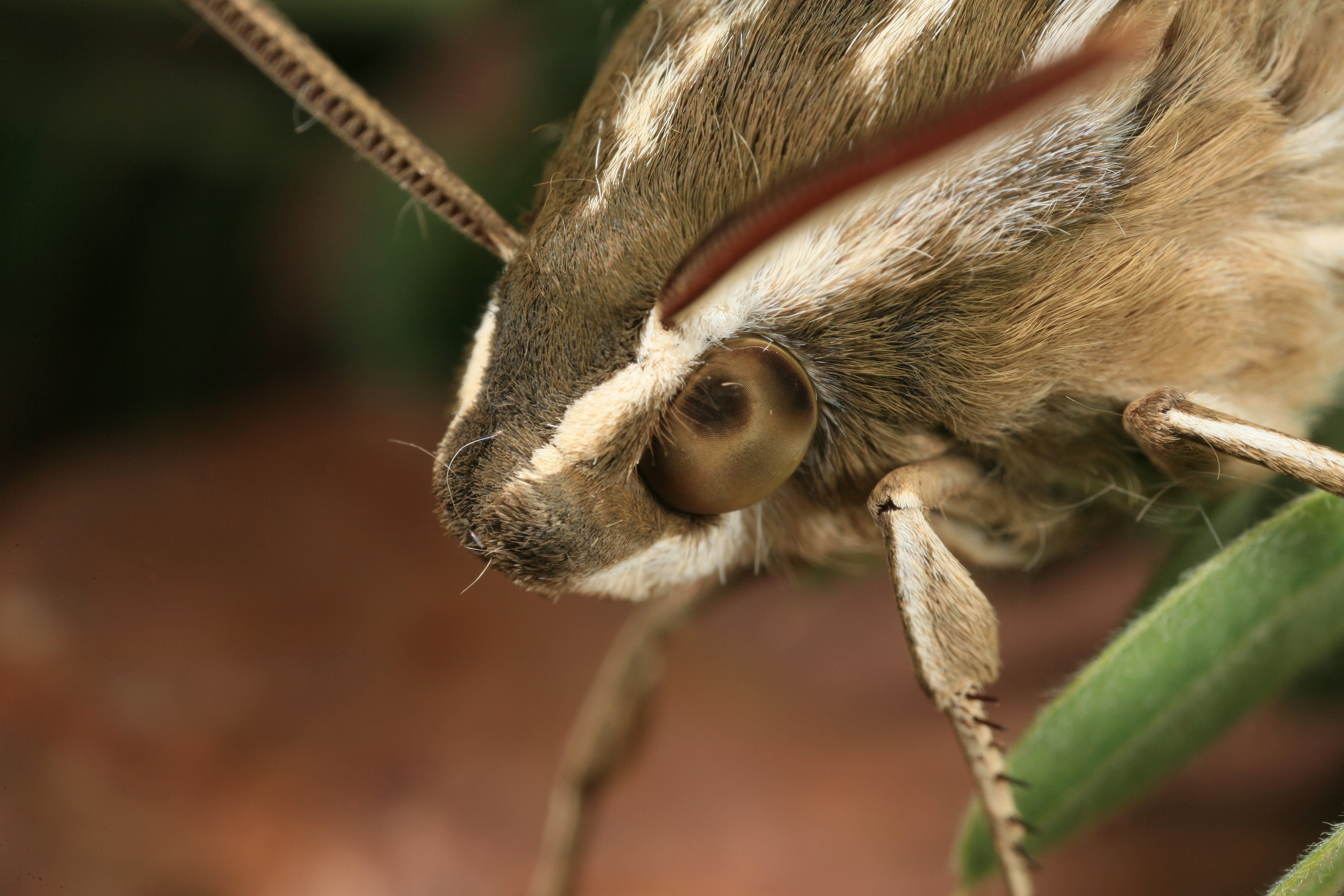 Moth 4k - 4368x2912 Wallpaper - teahub.io