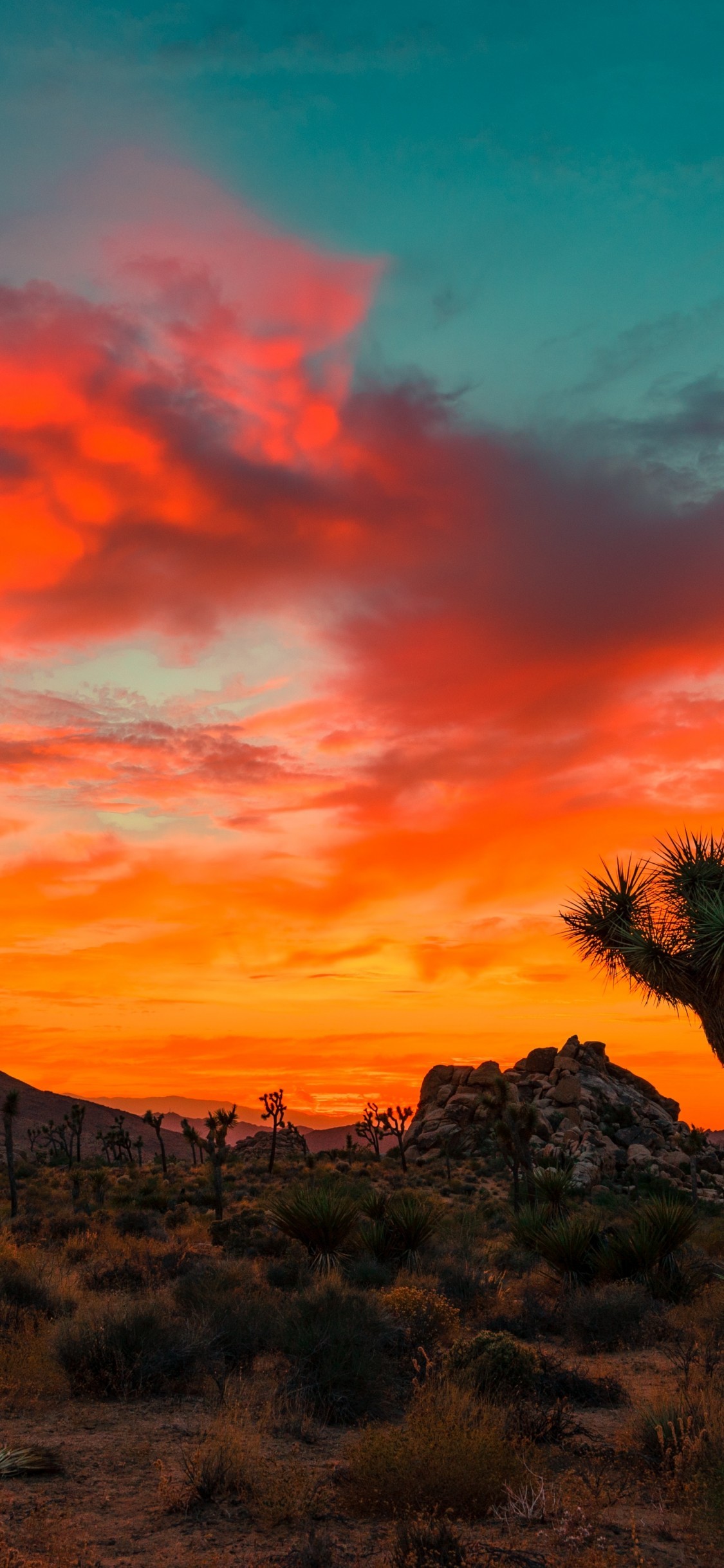 Joshua Tree National Park, Sunset, Rocks - Joshua Tree Sunset ...