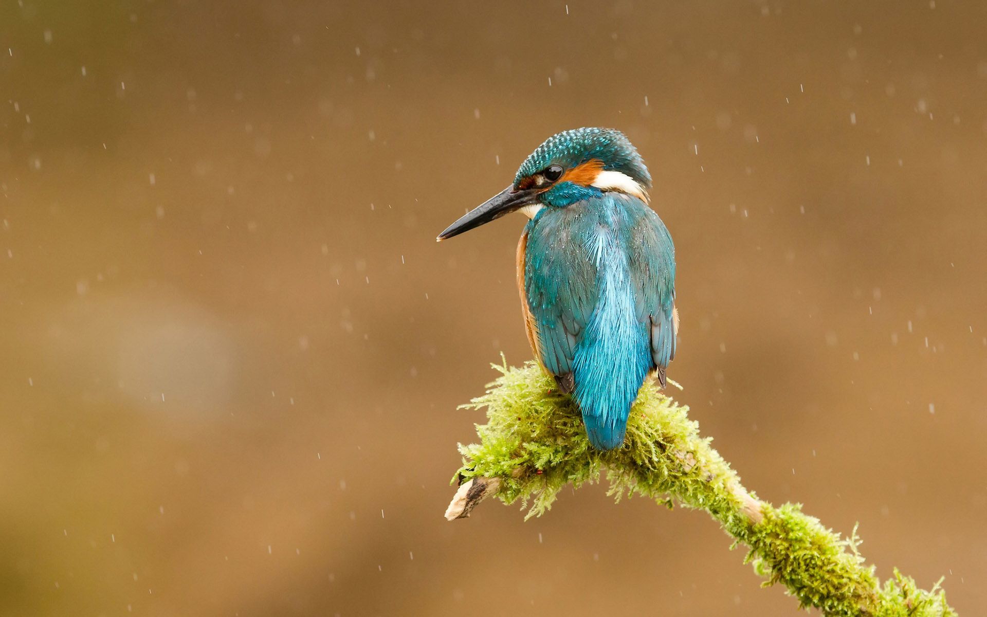 Coraciiformes - 1920x1200 Wallpaper - teahub.io