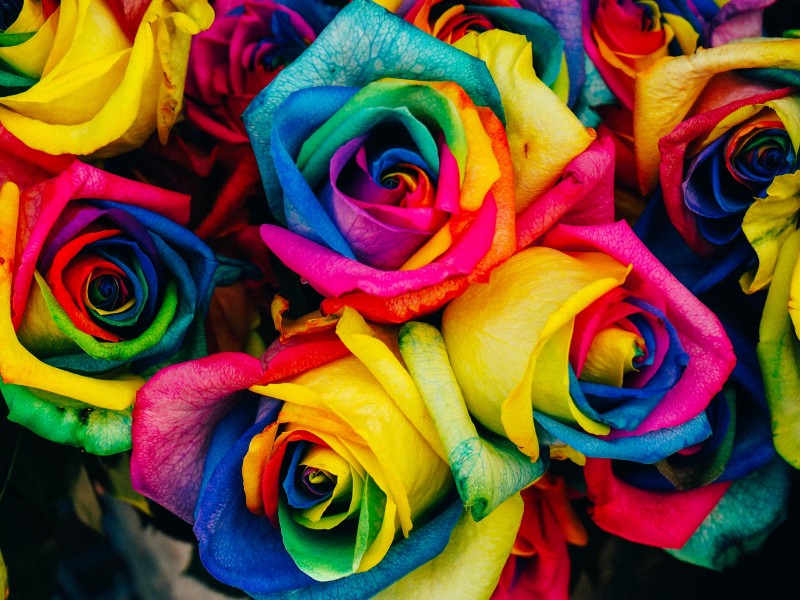 Colorful Roses - 800x600 Wallpaper - teahub.io