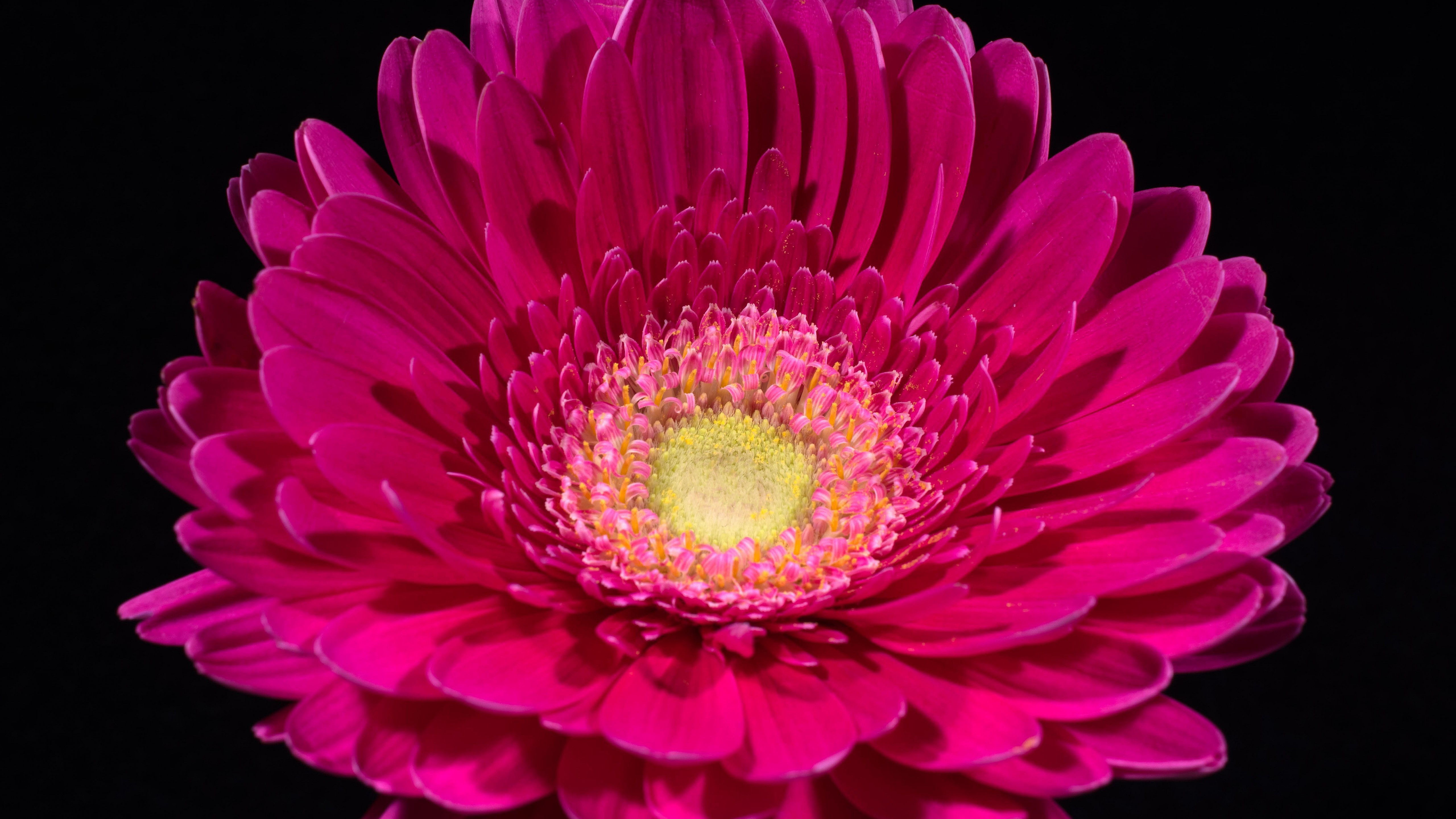 Transvaal Daisy - 5120x2880 Wallpaper - teahub.io