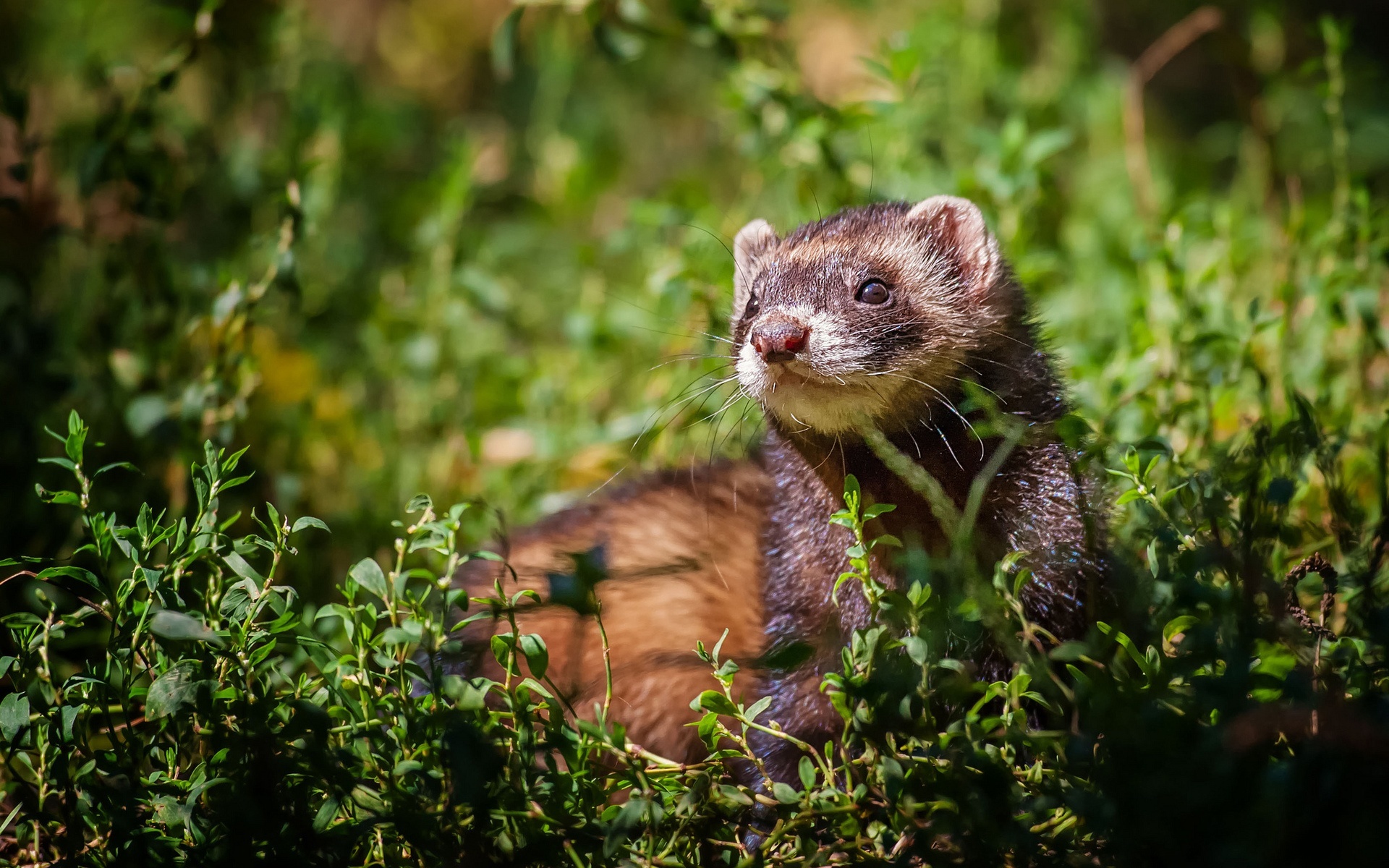 Ferret - 1920x1200 Wallpaper - teahub.io