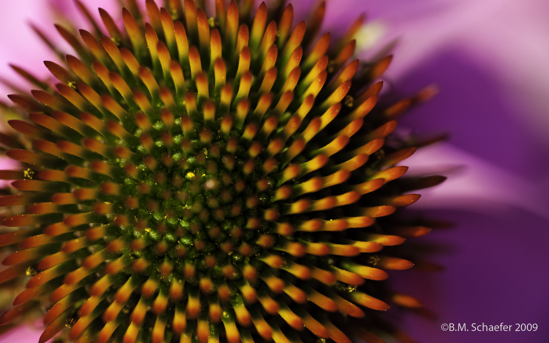 Fibonacci Sequence In Nature Wallpaper - Hd Fibonacci In Nature ...