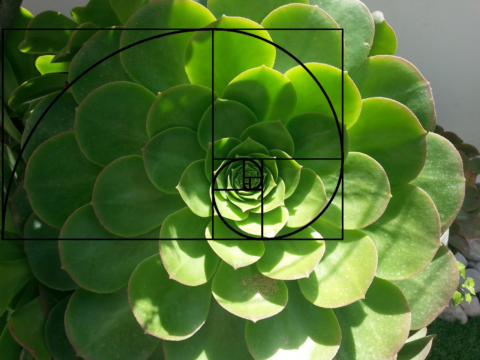 Mathematics In Nature - 1600x1200 Wallpaper - teahub.io