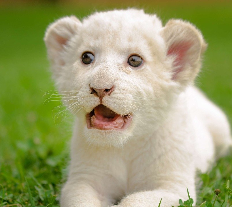 Cute Lion Cubs Wallpaper Hd at Troy Musselman blog