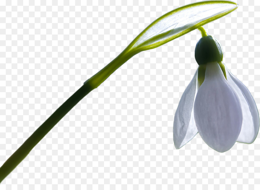 Snowdrop - 900x660 Wallpaper - teahub.io