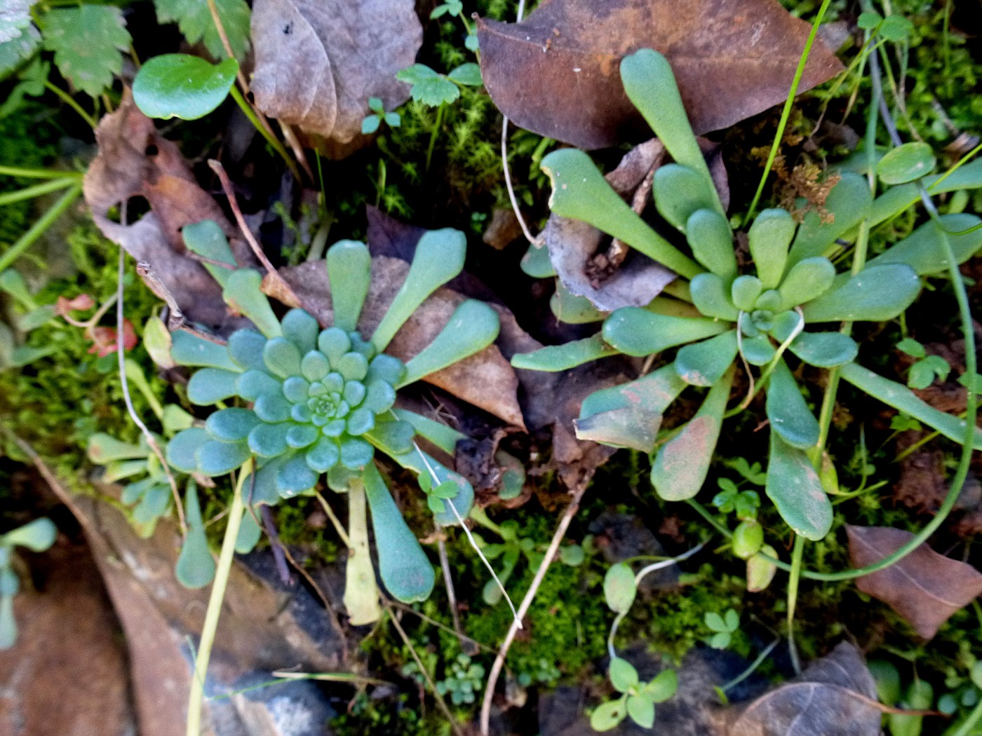 Stonecrop Family - 1400x1050 Wallpaper - teahub.io