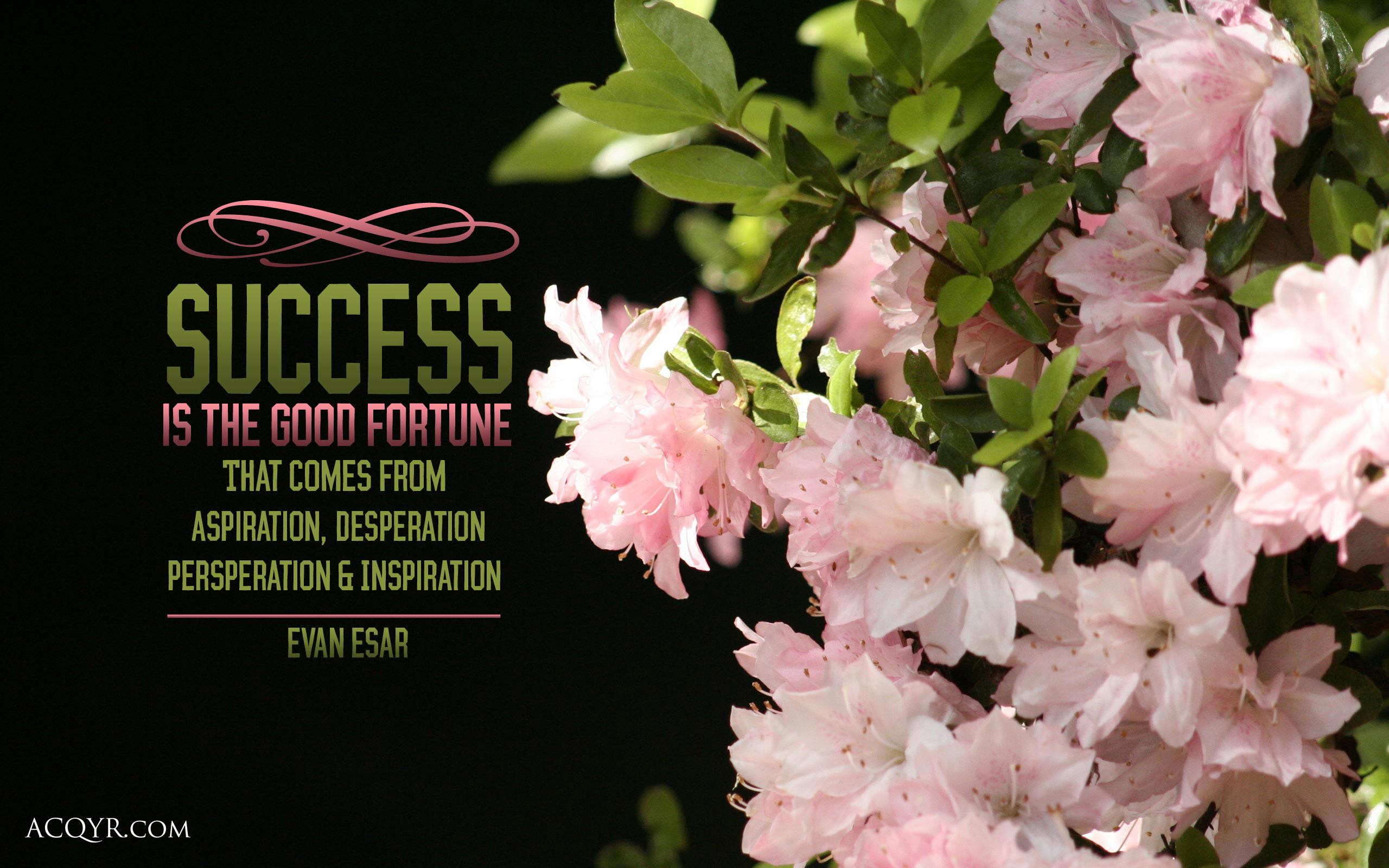 Quotes On Flower And Success - 2560x1600 Wallpaper - teahub.io