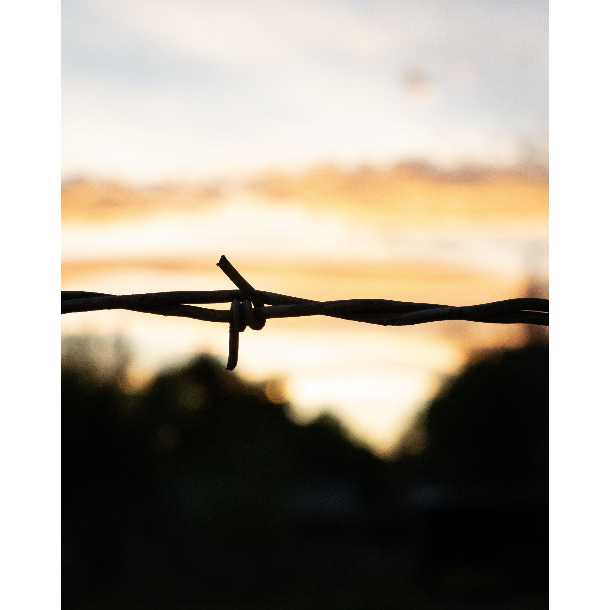Barbed Wire - 2048x2048 Wallpaper - teahub.io