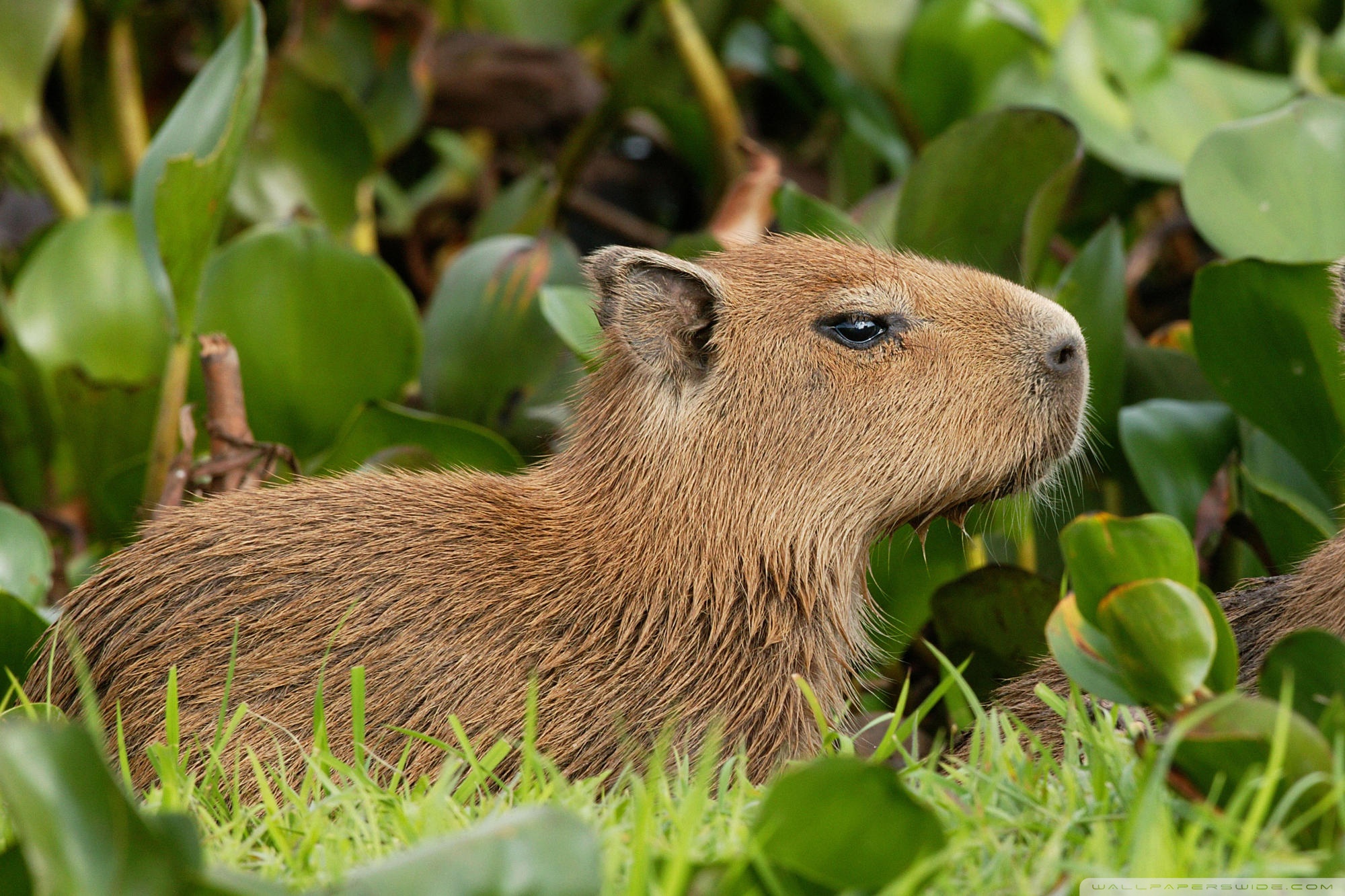 Capybaras In Amazon Rainforest - 2000x1333 Wallpaper - teahub.io