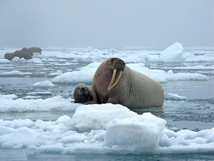 Sea Lion Photography, Bull Walrus, Cow, Ice, Snow, - Walruses On Sea ...