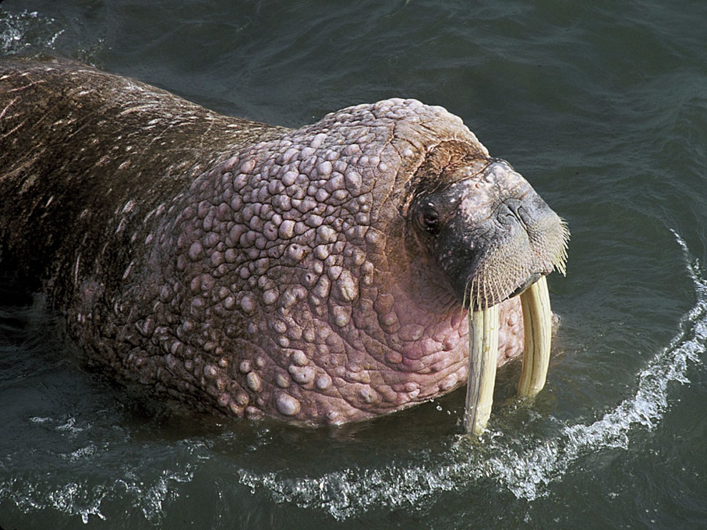 Walrus Image - Walrus - 1400x1050 Wallpaper - teahub.io