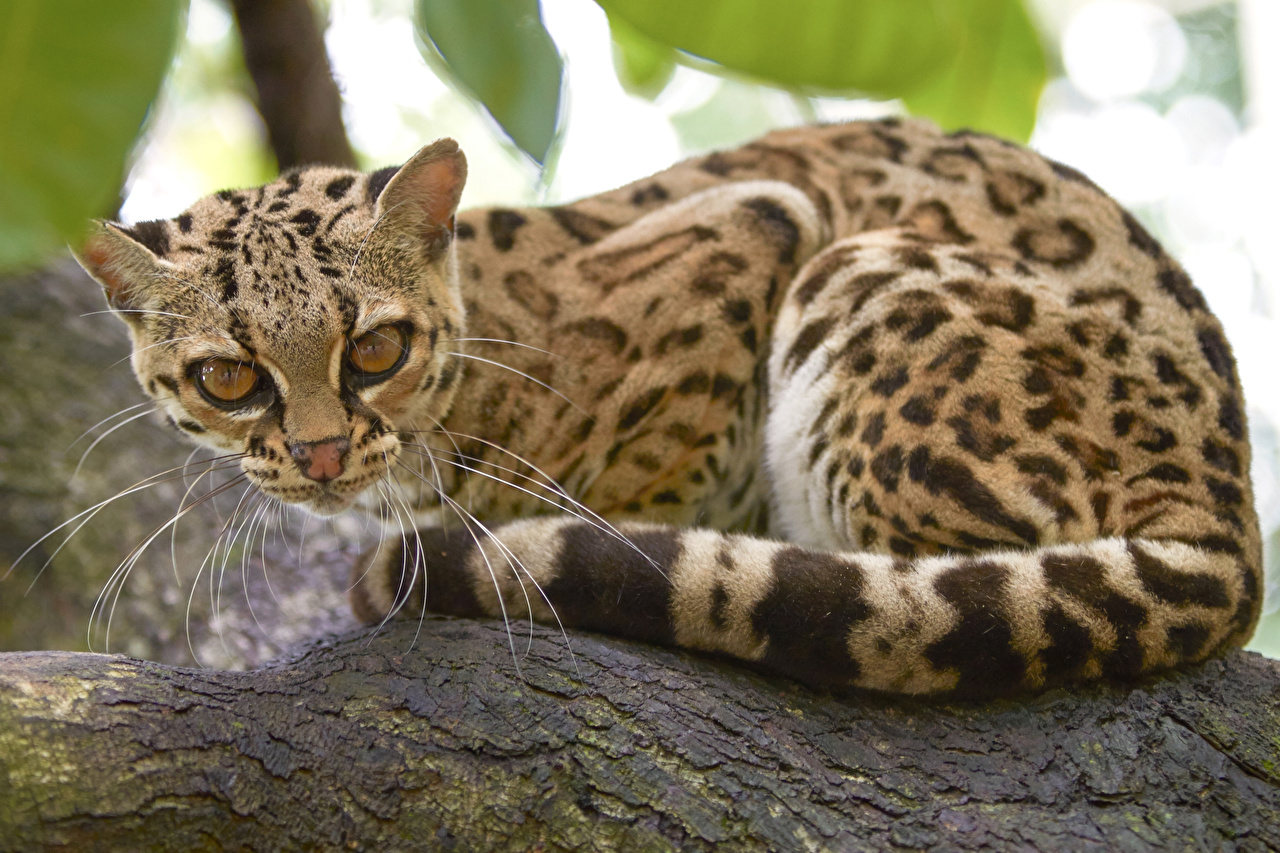 Ocelot Pet - 1280x853 Wallpaper - teahub.io