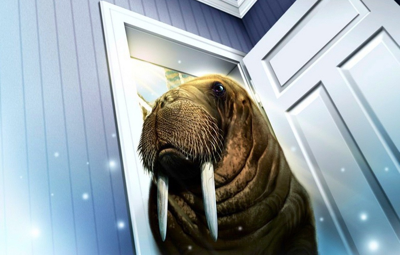 Photo Wallpaper Room, The Door, Walrus - Walrus House - 1332x850 ...