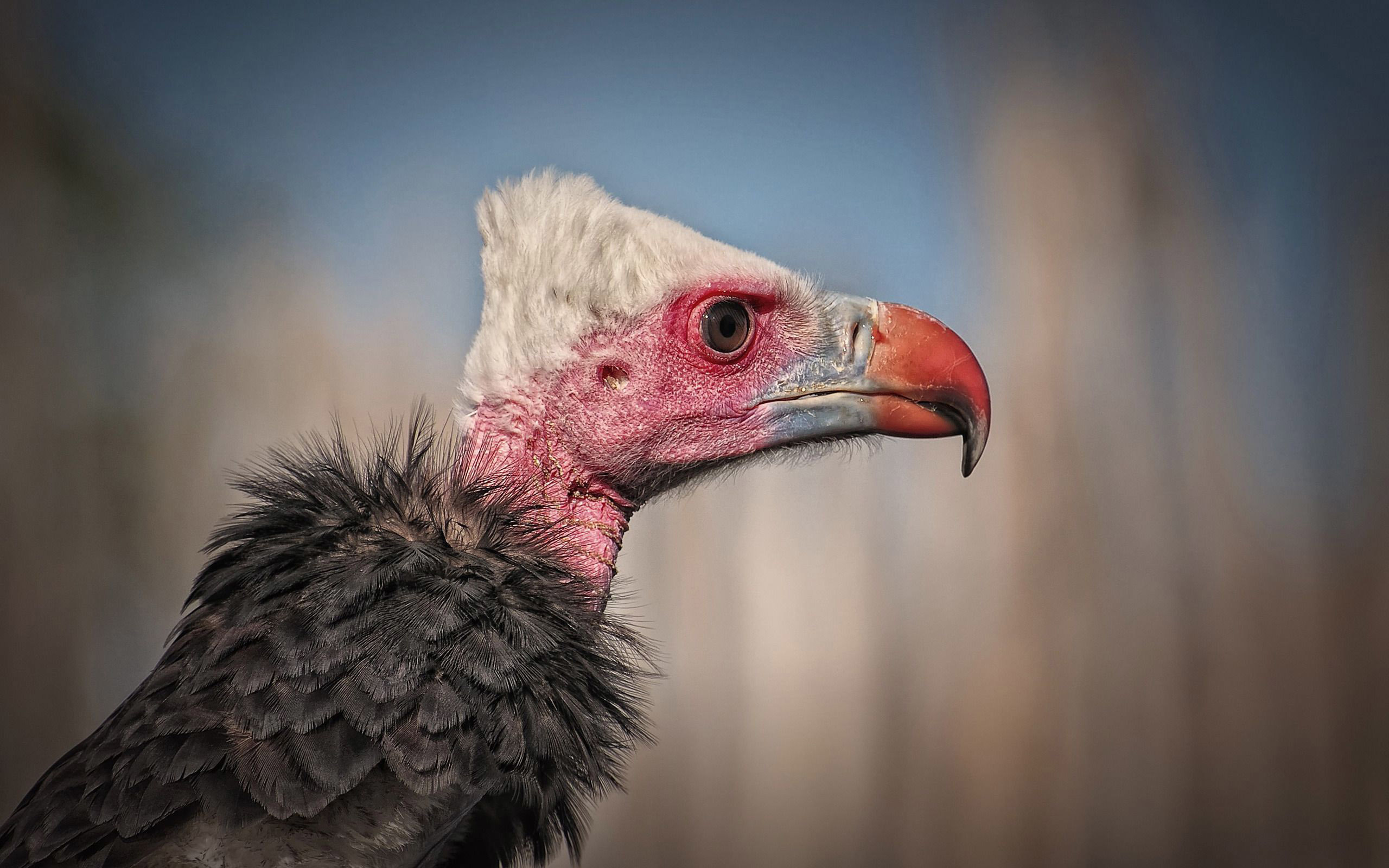 California Condor - 2560x1600 Wallpaper - teahub.io