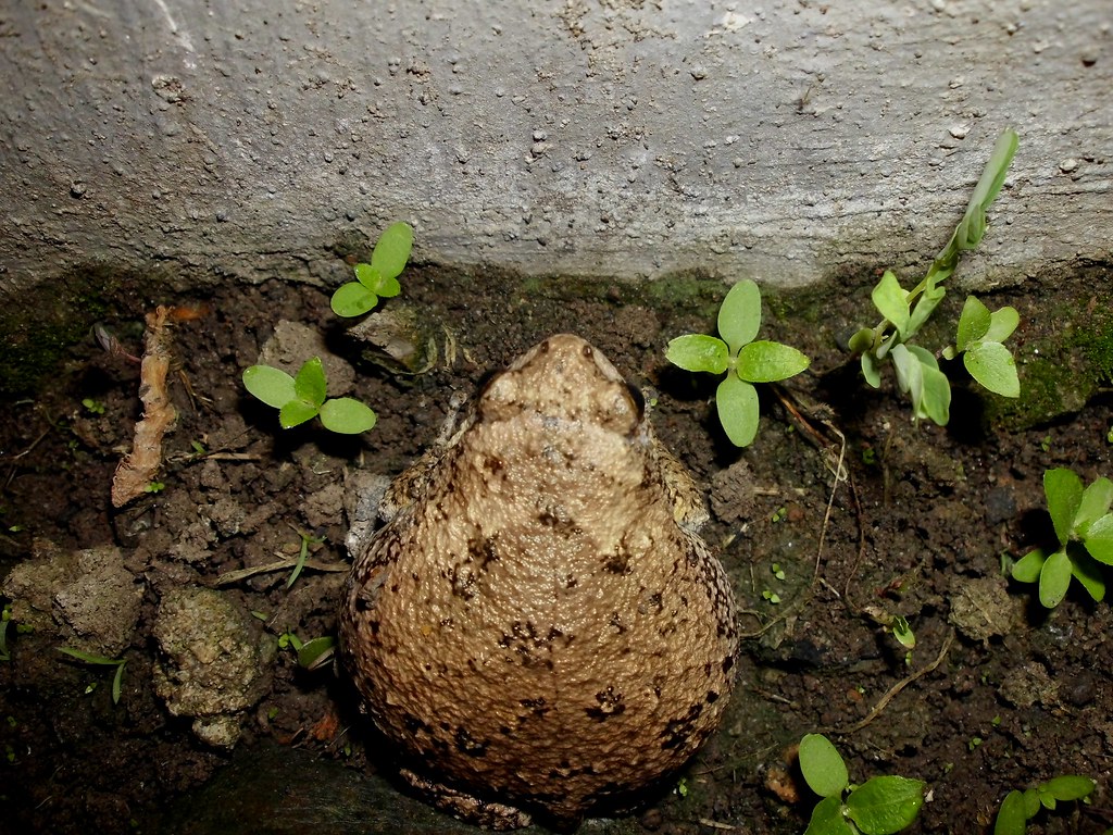 Wood Sorrel Family - 1024x768 Wallpaper - teahub.io