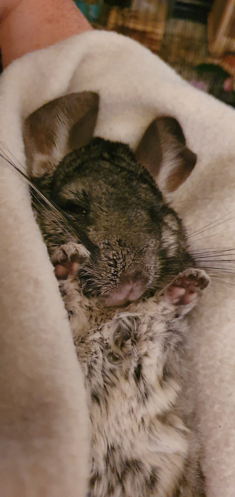 Degu - 954x2016 Wallpaper - teahub.io