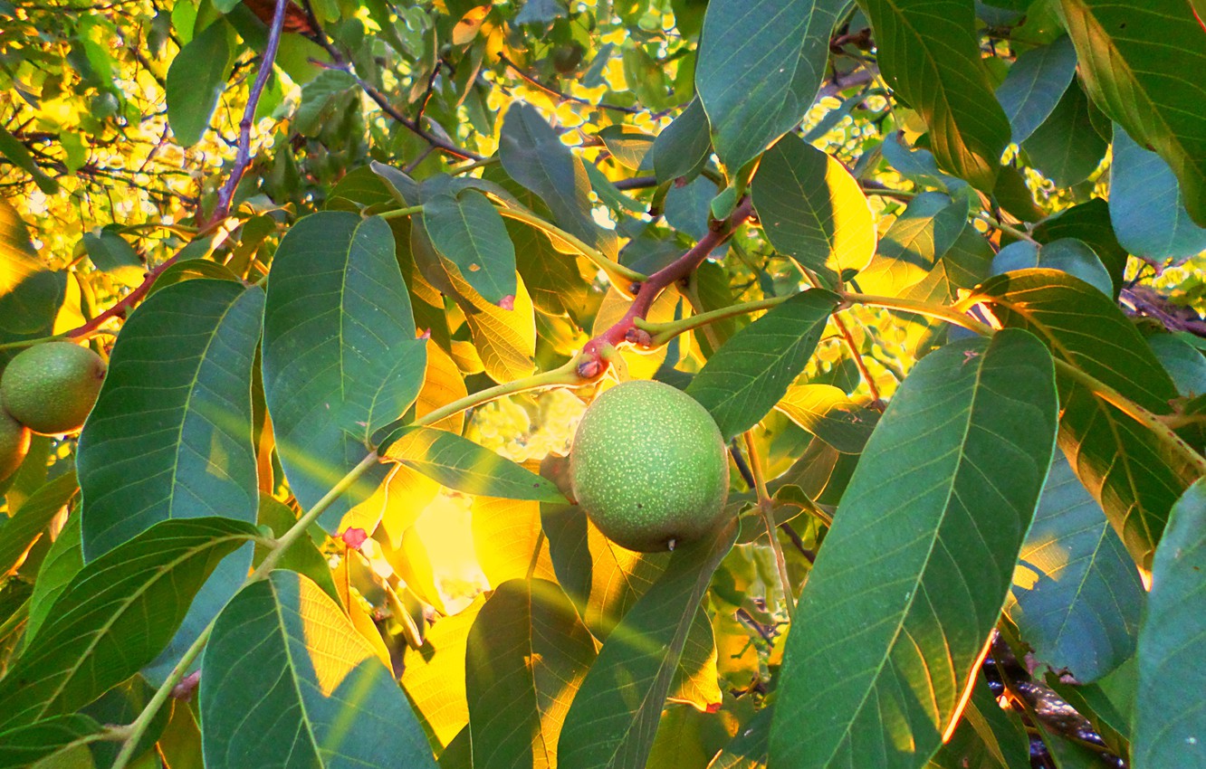Photo Wallpaper Leaves, The Sun, The Evening, Walnut, - Fruit Tree ...