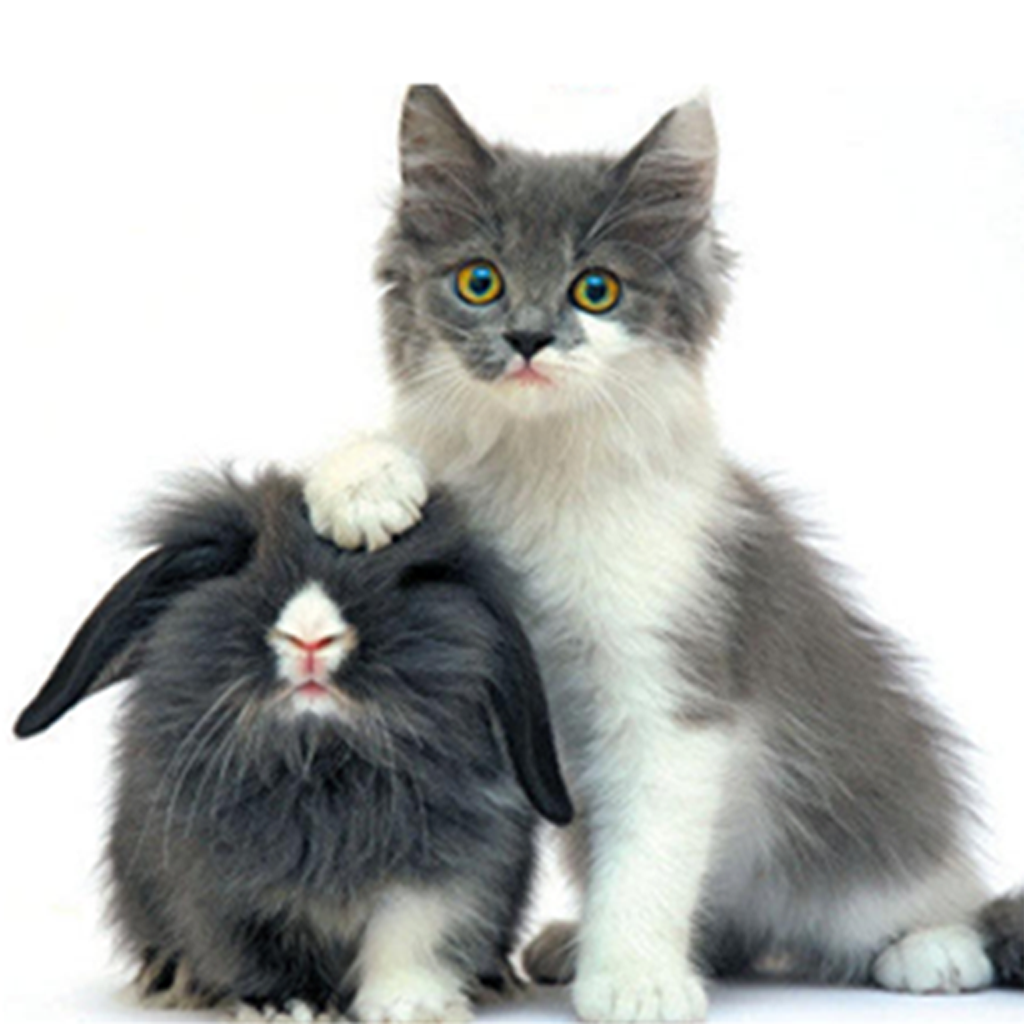 Sweet Baby Animals Wallpapers - Sweet Animal Hd Photos Png - 1024x1024 ...