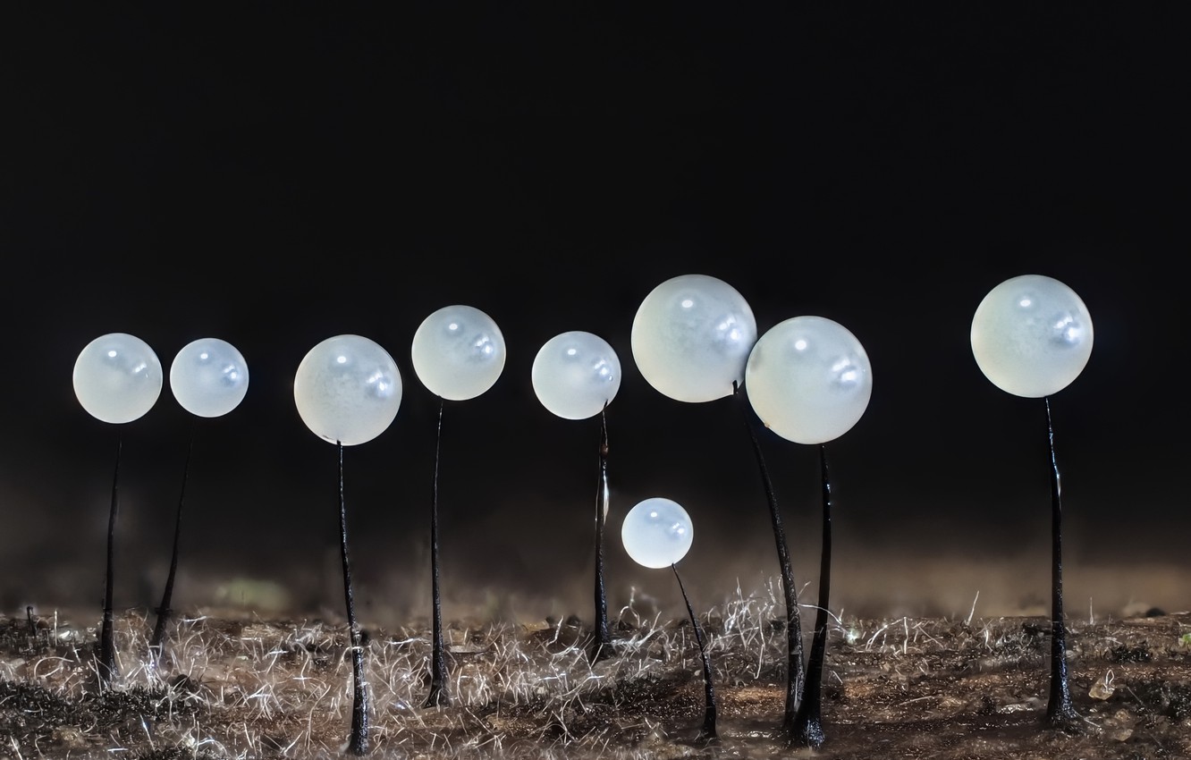 Photo Wallpaper Nature, Plants, Micro World - Micro World - 1332x850 ...