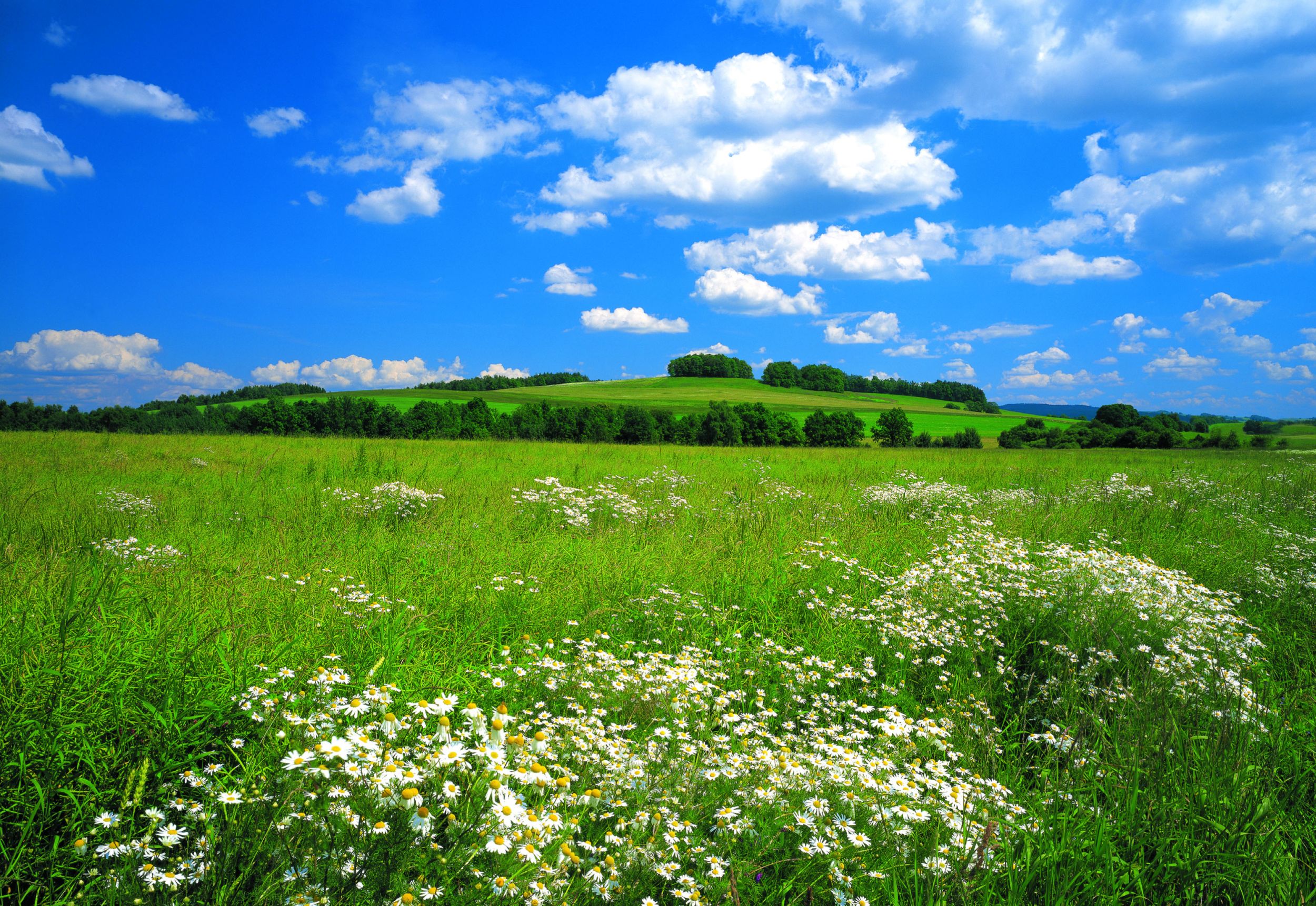 Images Of Meadow - 2500x1722 Wallpaper - teahub.io