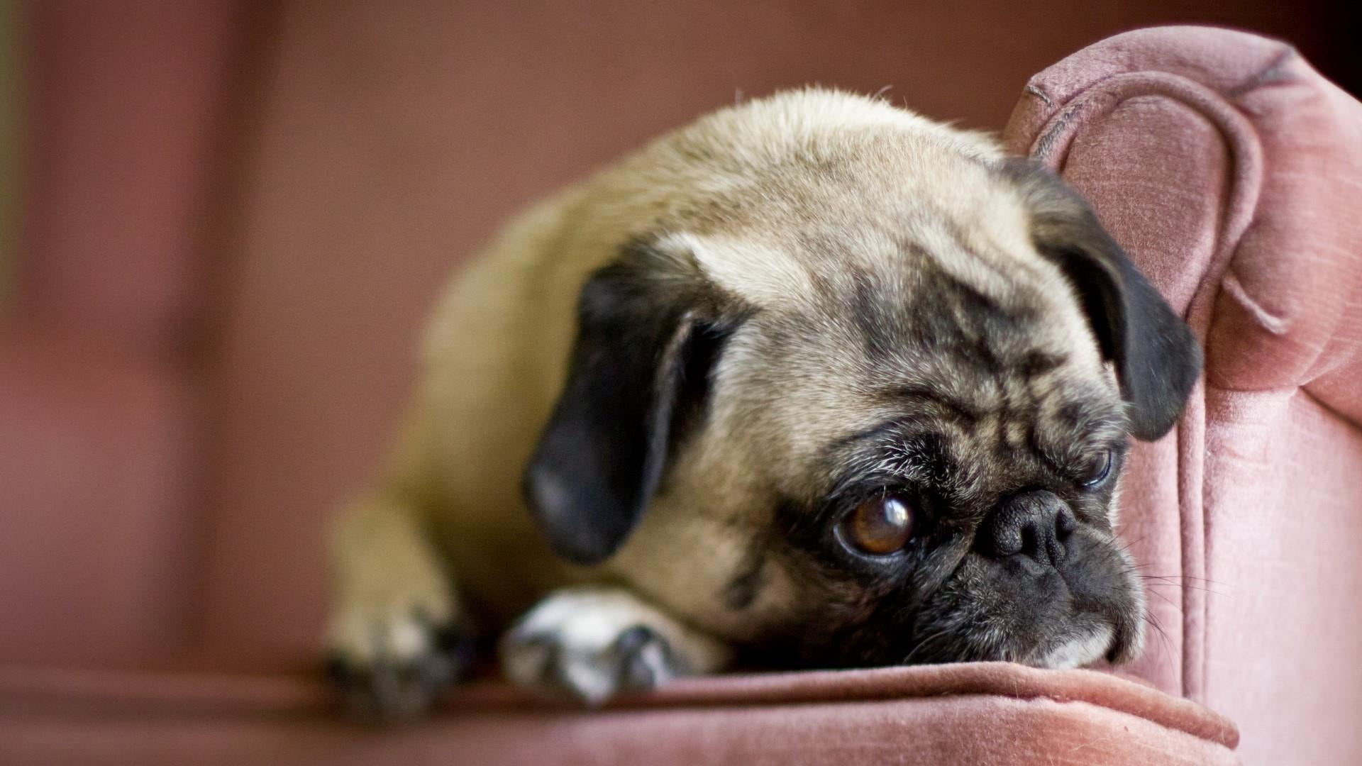 Mops Wallpaper - 1920x1080 Wallpaper - teahub.io