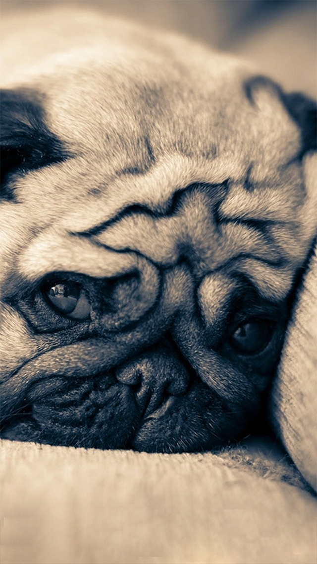 Tapeta Na Pulpit Mops - 640x1136 Wallpaper - teahub.io