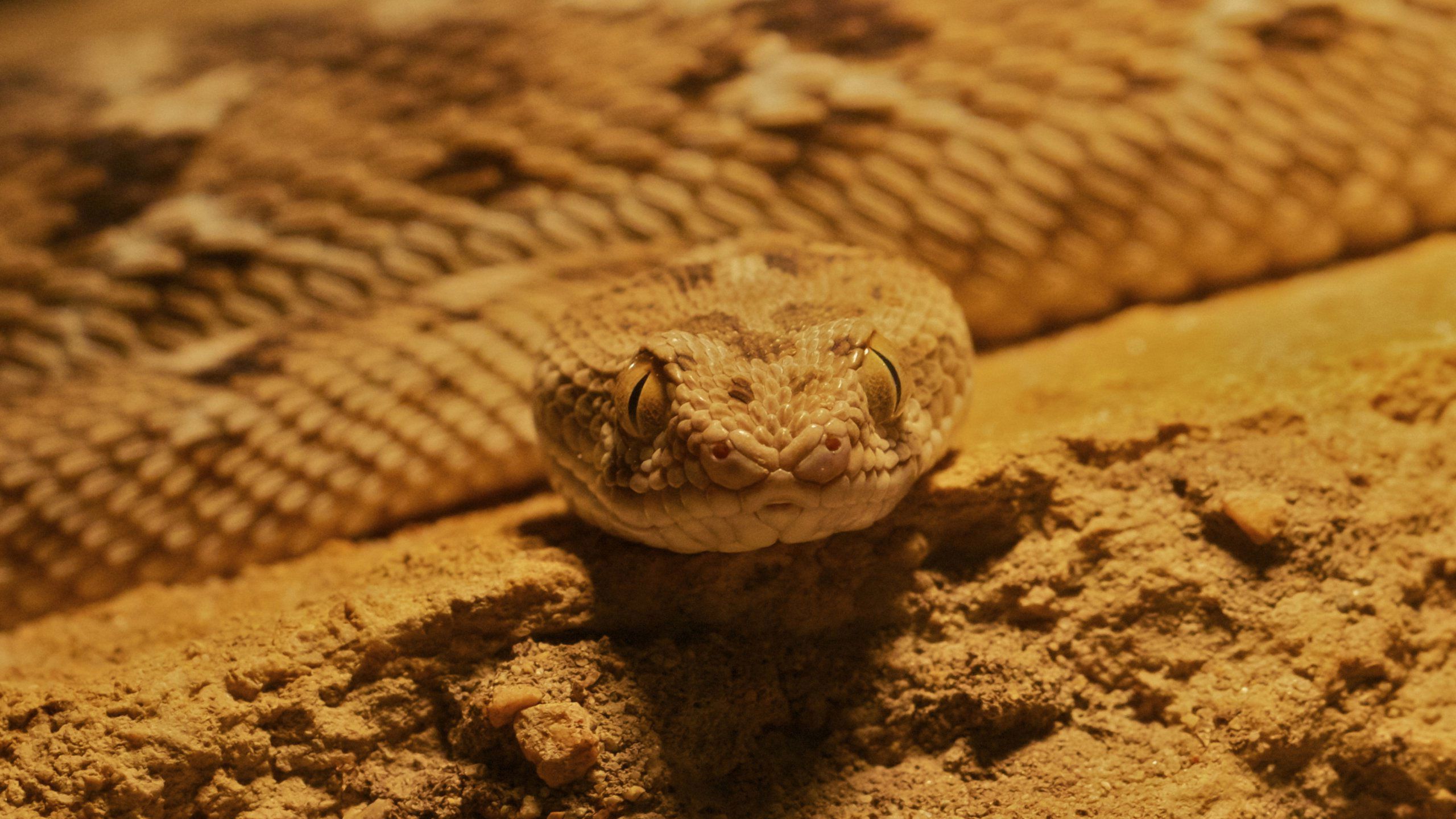 Serpent - 2560x1440 Wallpaper - teahub.io