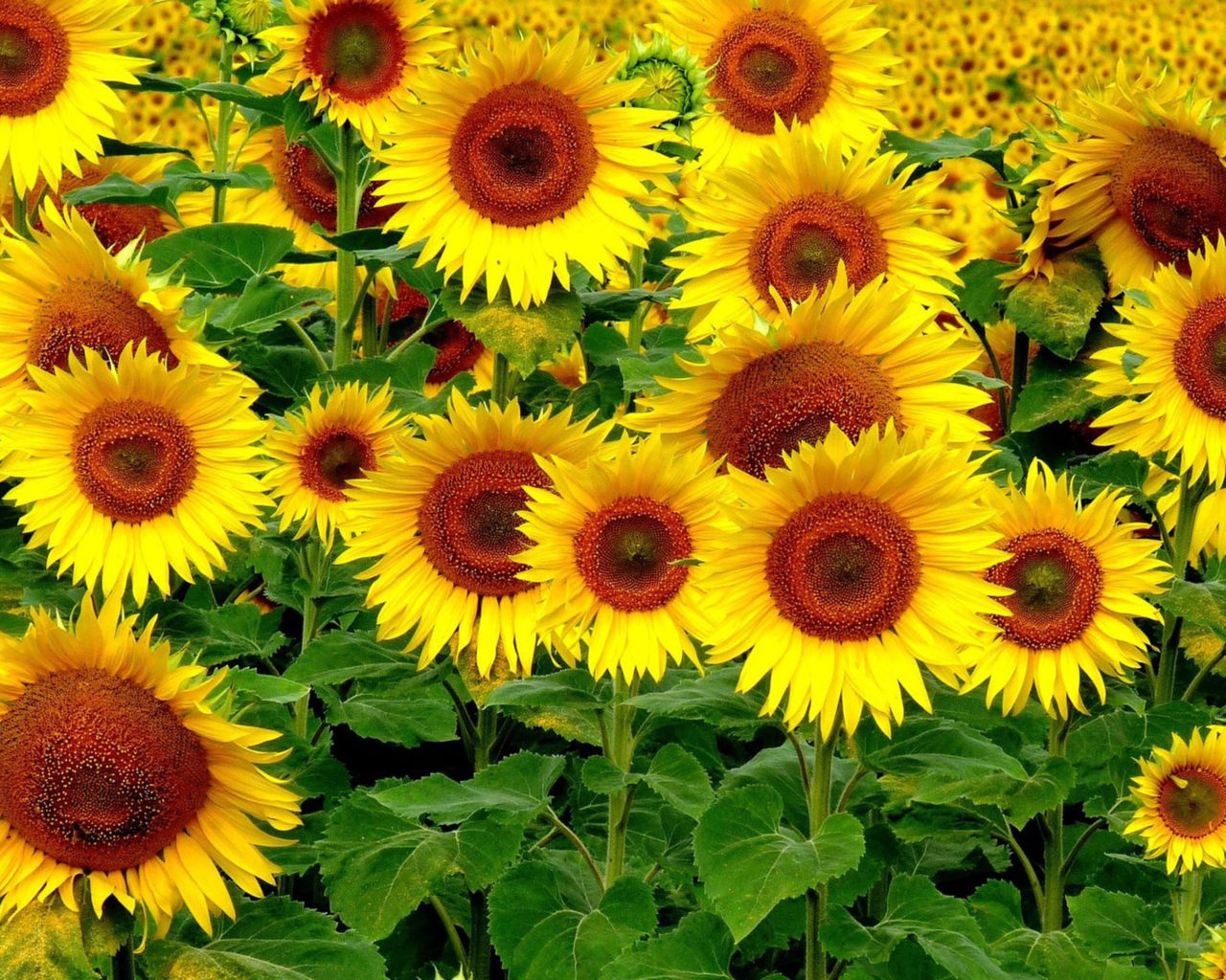 Beautiful Flowers Full 4k - 1280x1024 Wallpaper - teahub.io