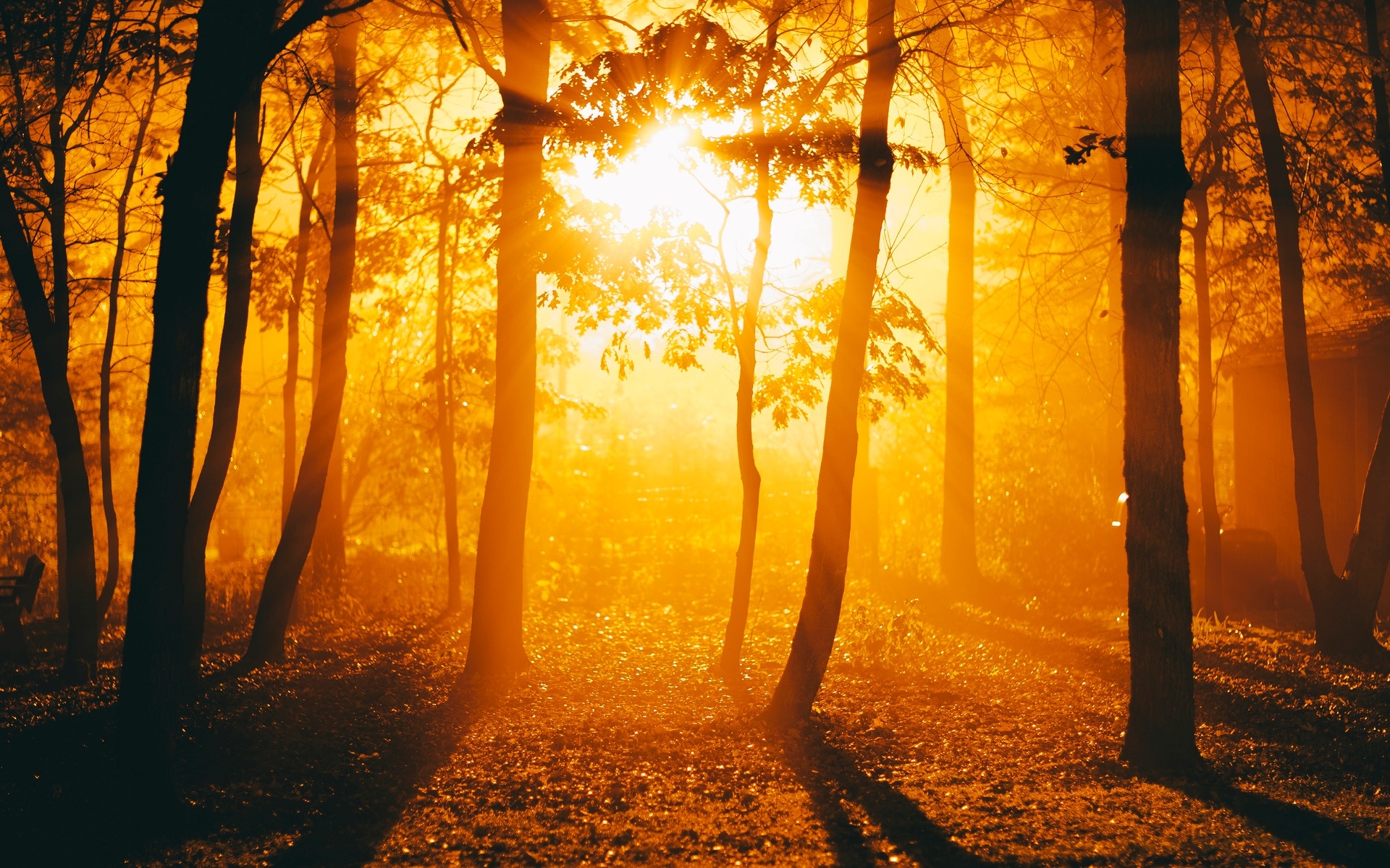 Trees Golden Hour - 1920x1200 Wallpaper - teahub.io