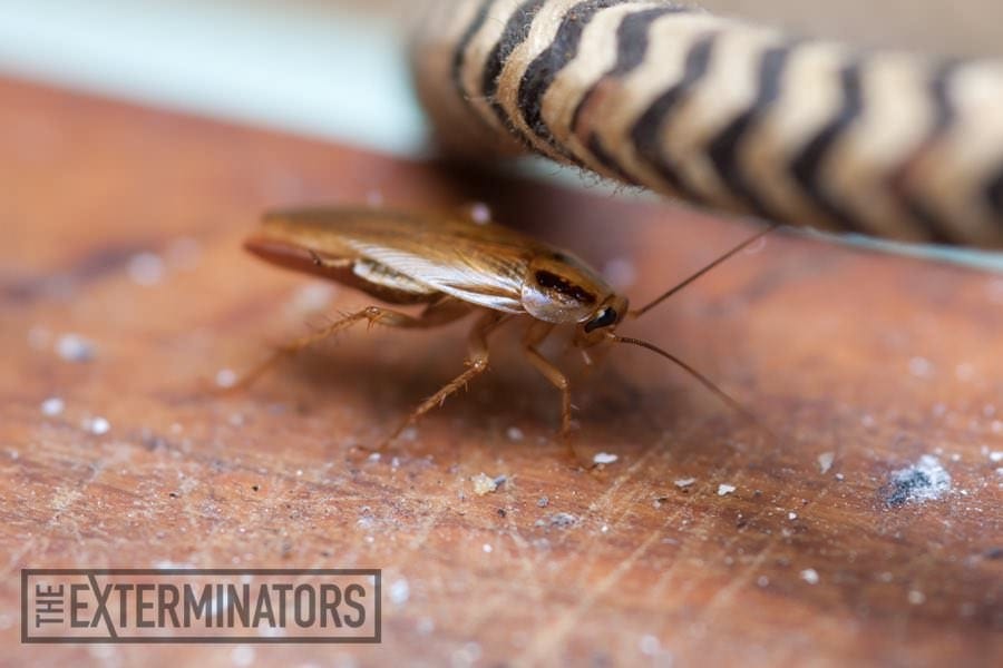 Maine Cockroach - 900x600 Wallpaper - teahub.io