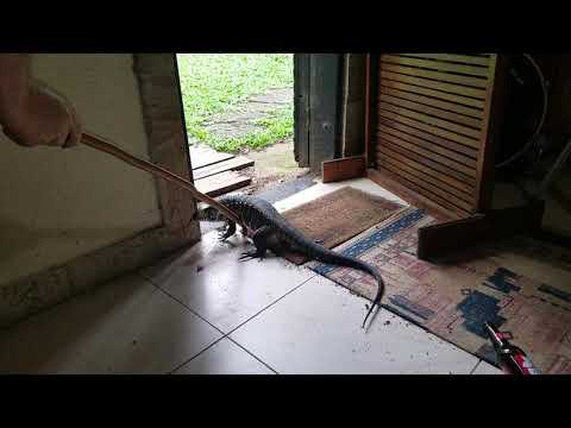 Frilled Neck Lizard Chasing - 1920x1440 Wallpaper - teahub.io