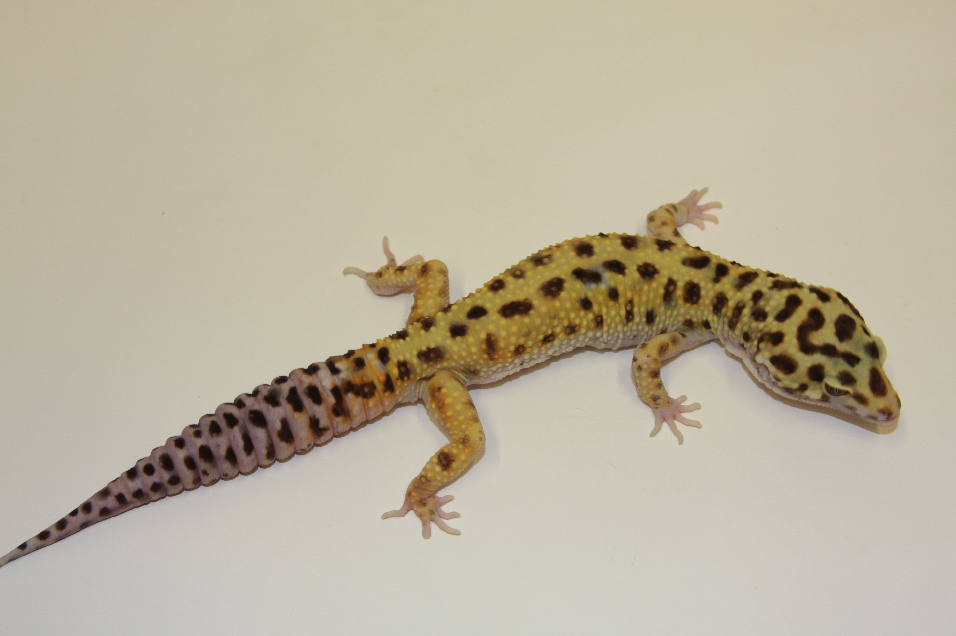 Skinny Leopard Gecko Tail - 1936x1288 Wallpaper - teahub.io