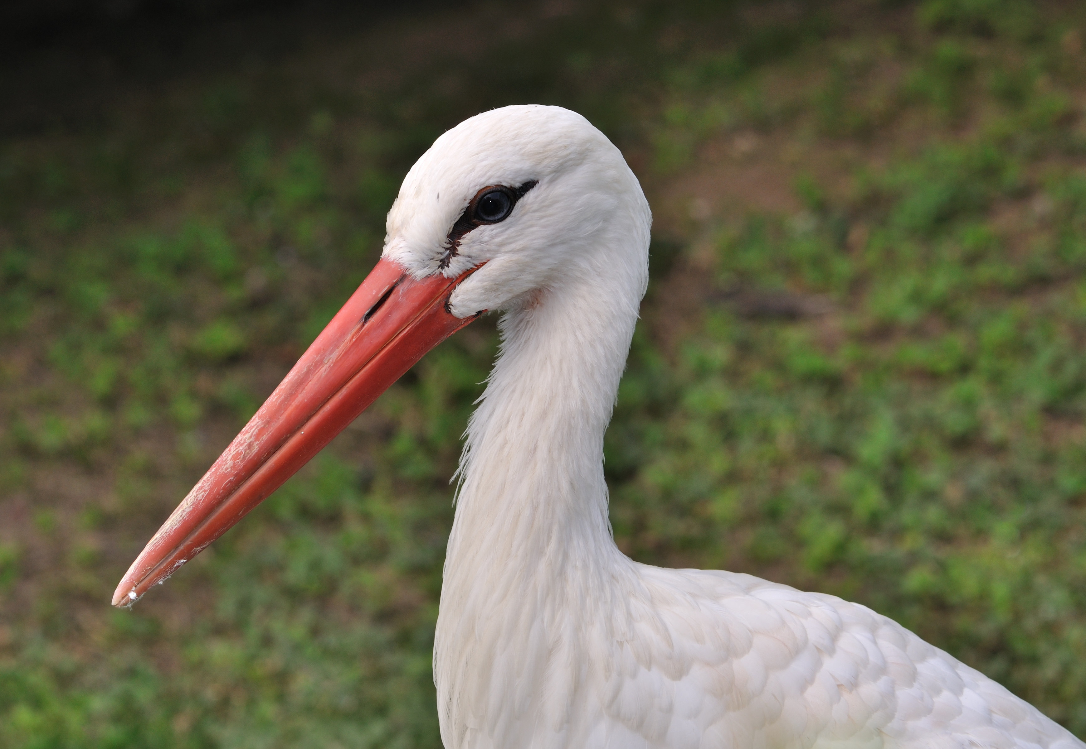 Stork Computer Wallpaper - White Stork - 3481x2403 Wallpaper - teahub.io