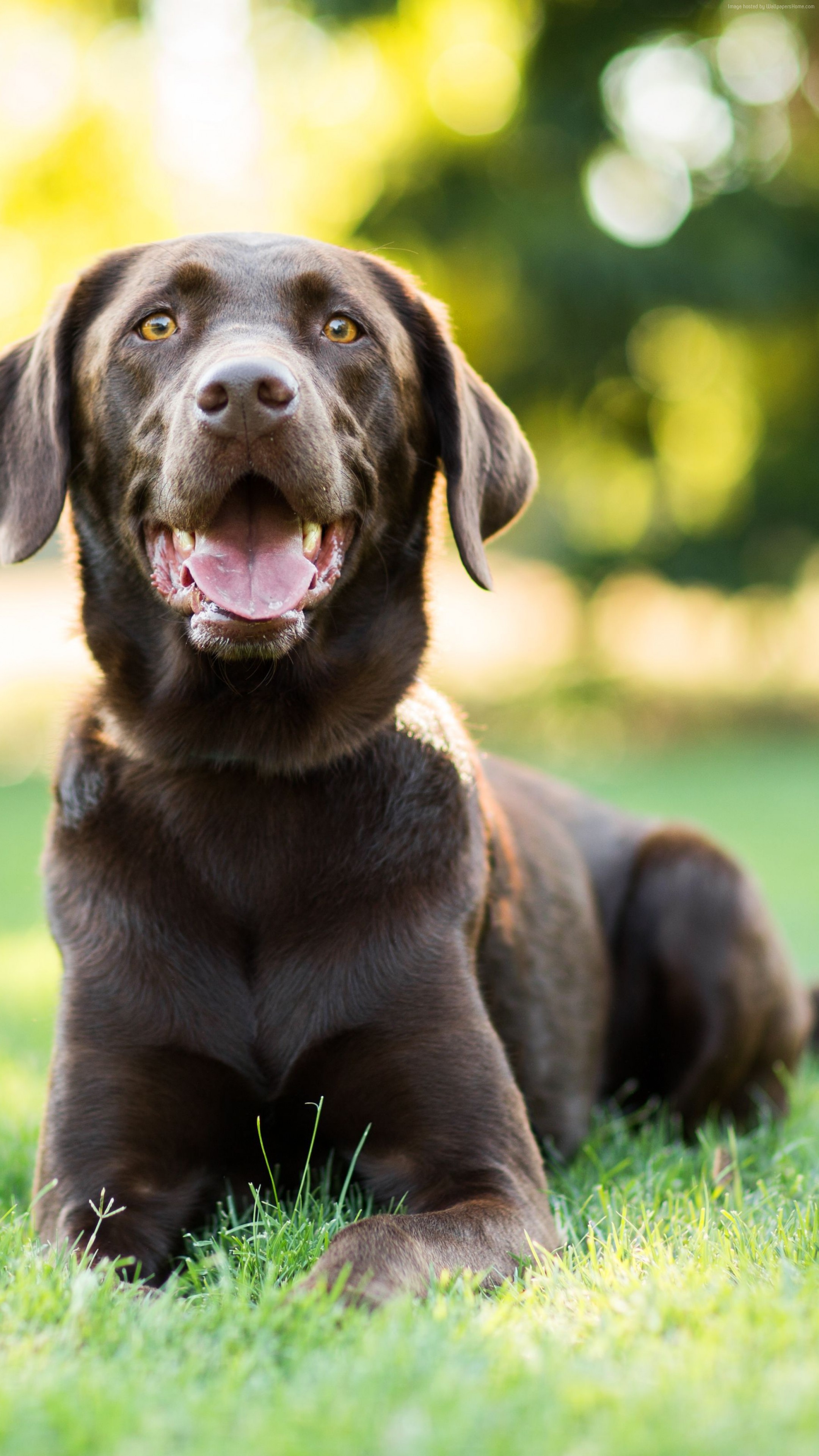 Labrador1853216391 - Labrador - Best Dogs Breeds - 2160x3840 Wallpaper ...