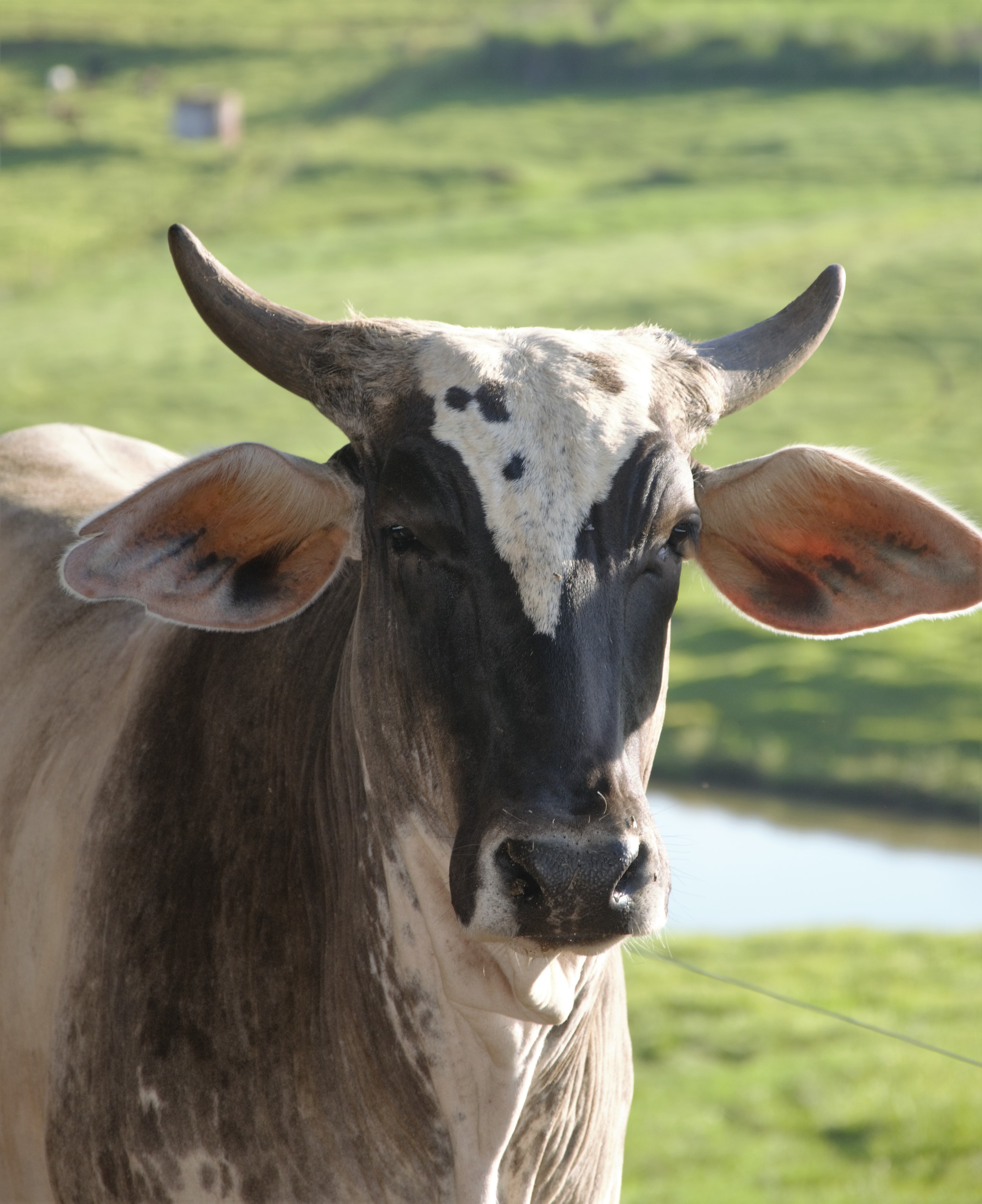 Boi - 3229x3961 Wallpaper - teahub.io