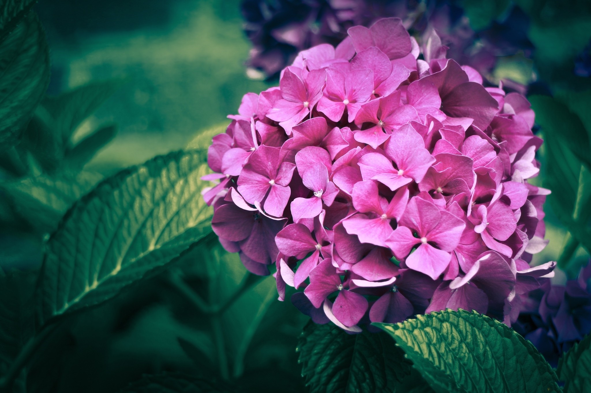 Nature Flower Flowers Hydrangea Pink For Andro - Tranh Sơn Dầu Số Hoá ...