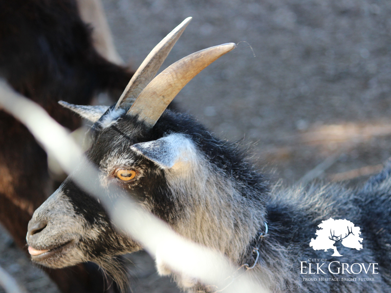 Goat - 800x600 Wallpaper - teahub.io