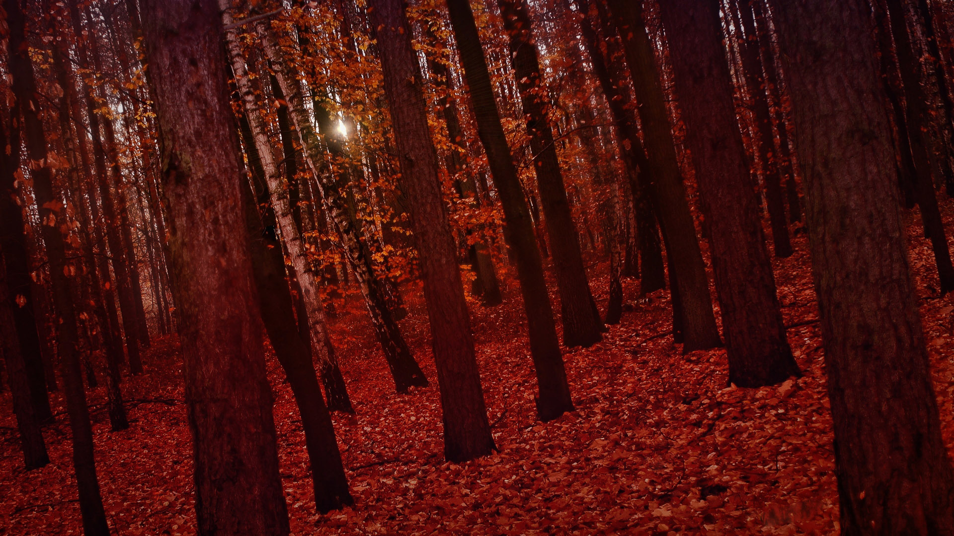 Grove - 1920x1080 Wallpaper - teahub.io