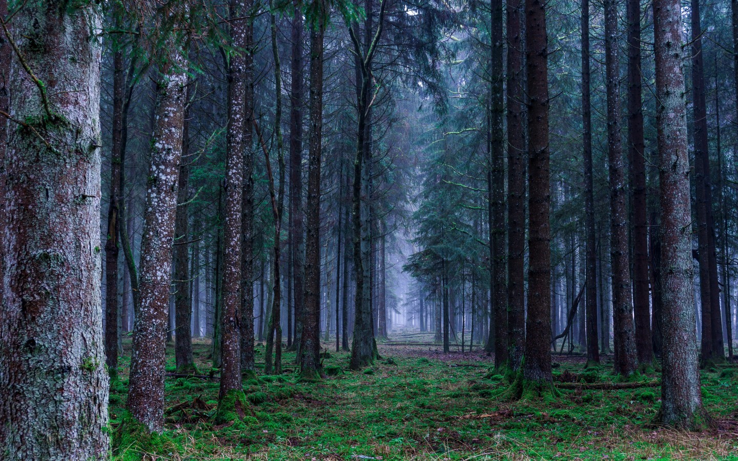 Forest, Grass, Fog, Trees, Foliage - Scary Jungle - 1440x900 Wallpaper ...